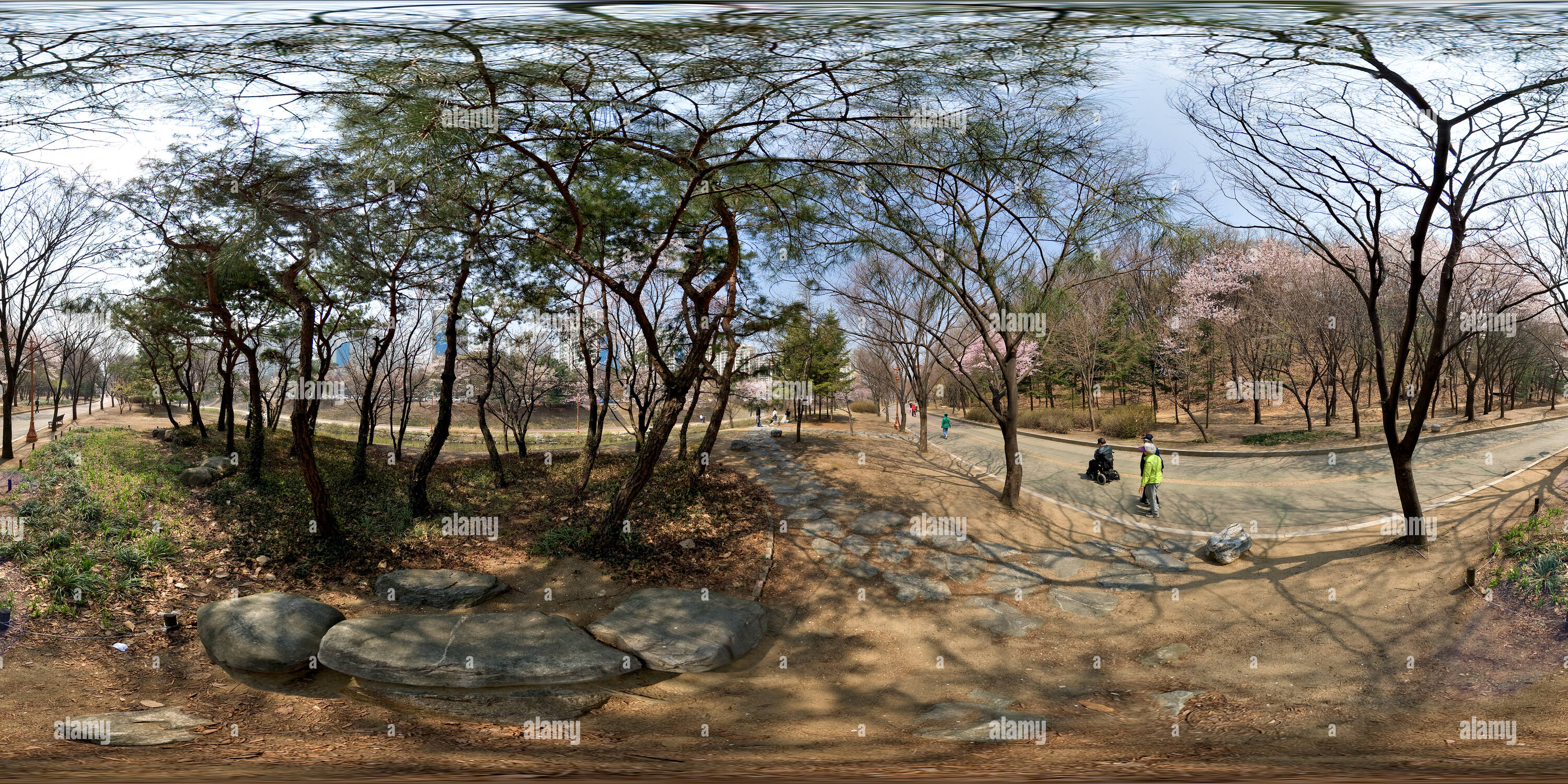 360° view of Bundang Central Park - Pine trees - Alamy