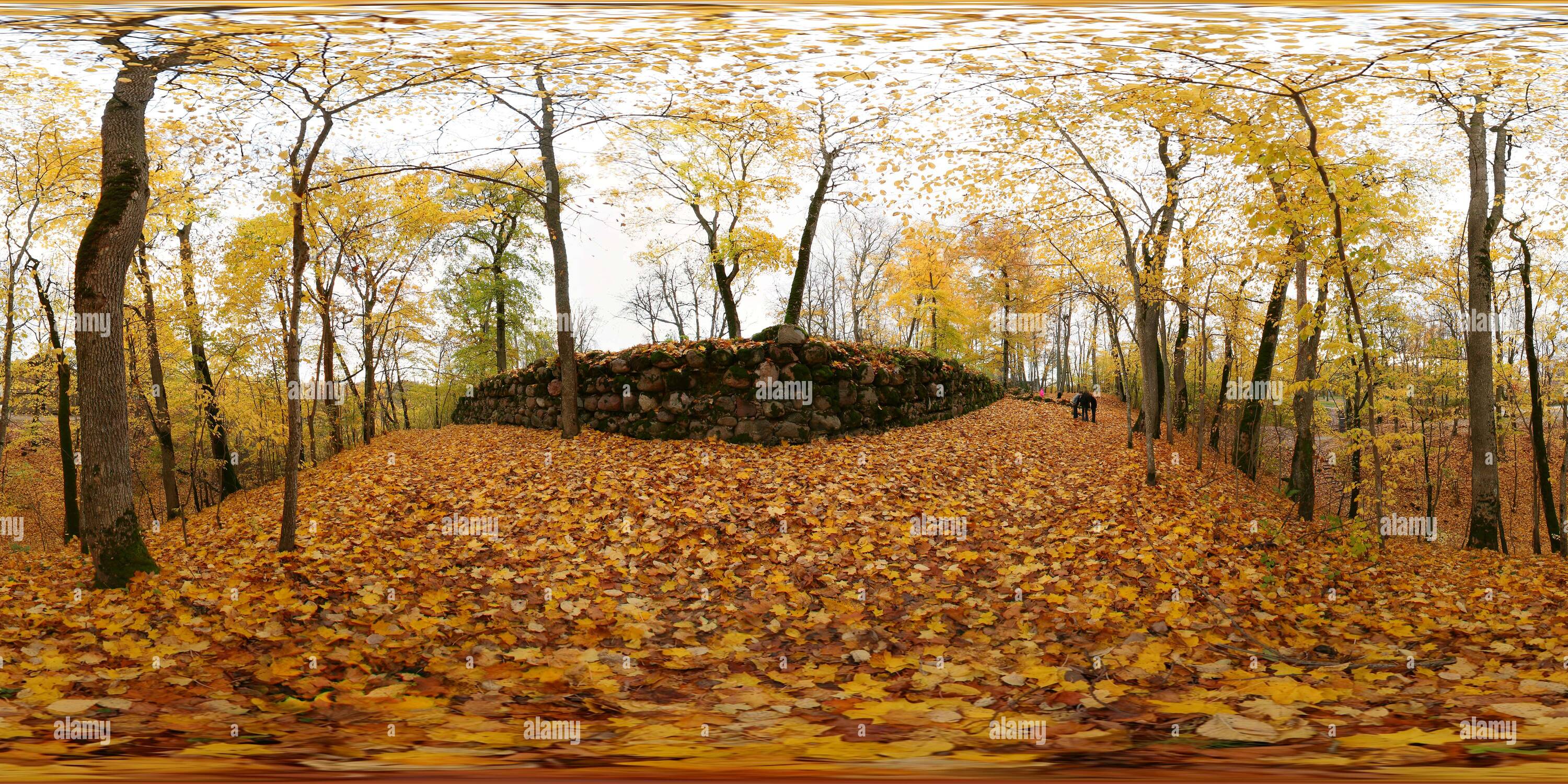 360° view of Golden autumn on the ruins of Krimulda Castle, Latvia - Alamy