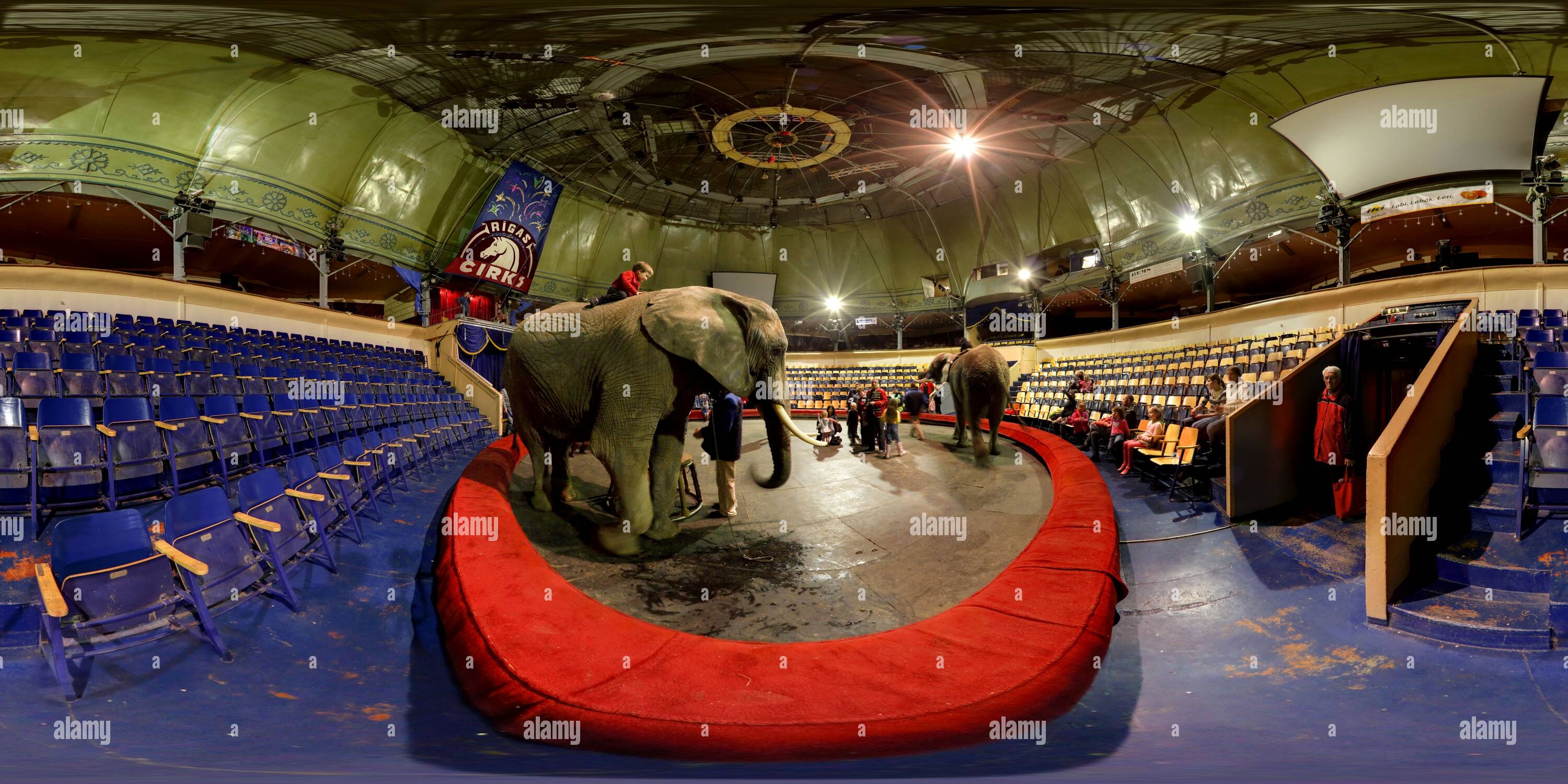 360° view of Elephant riding at Riga Circus, Latvia - Alamy
