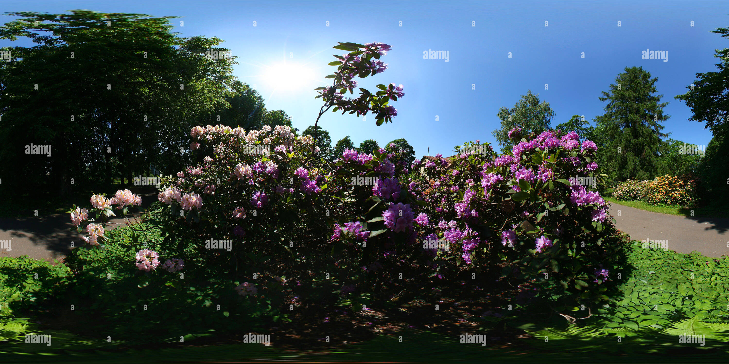 Rododendru ziedesana hi-res stock photography and images - Alamy