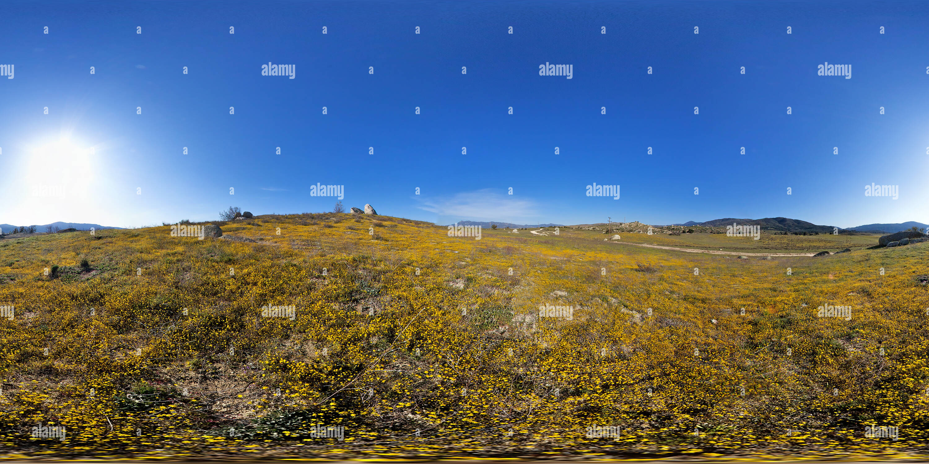 360° view of Lake Henshaw Field of Flowers, Santa Rosa Mountains - Alamy