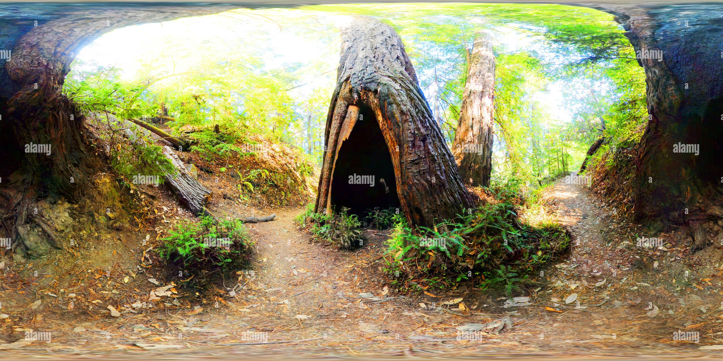360° view of Inside a redwood - Alamy