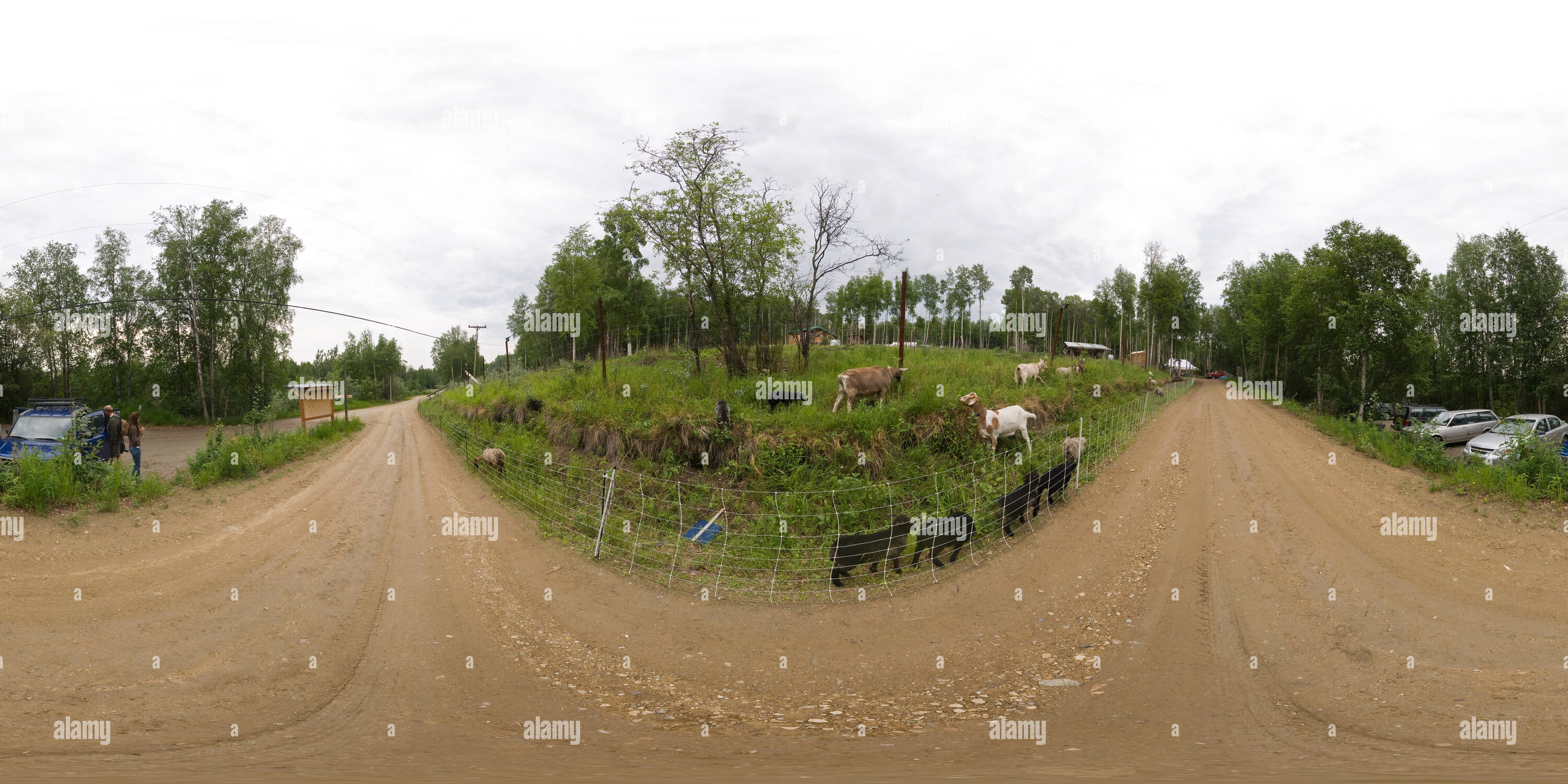 360° view of sheep and goats at calypso farm and ecology center - Alamy
