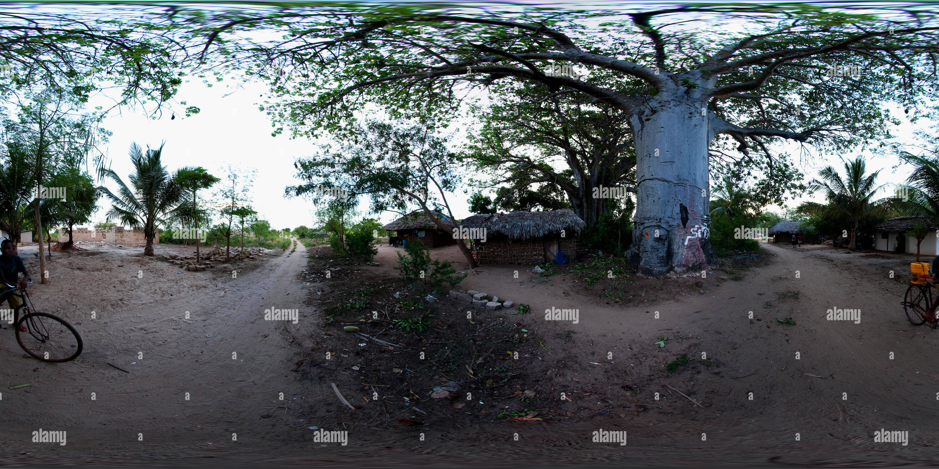 360° view of Kimbiji: giant mango tree - Alamy