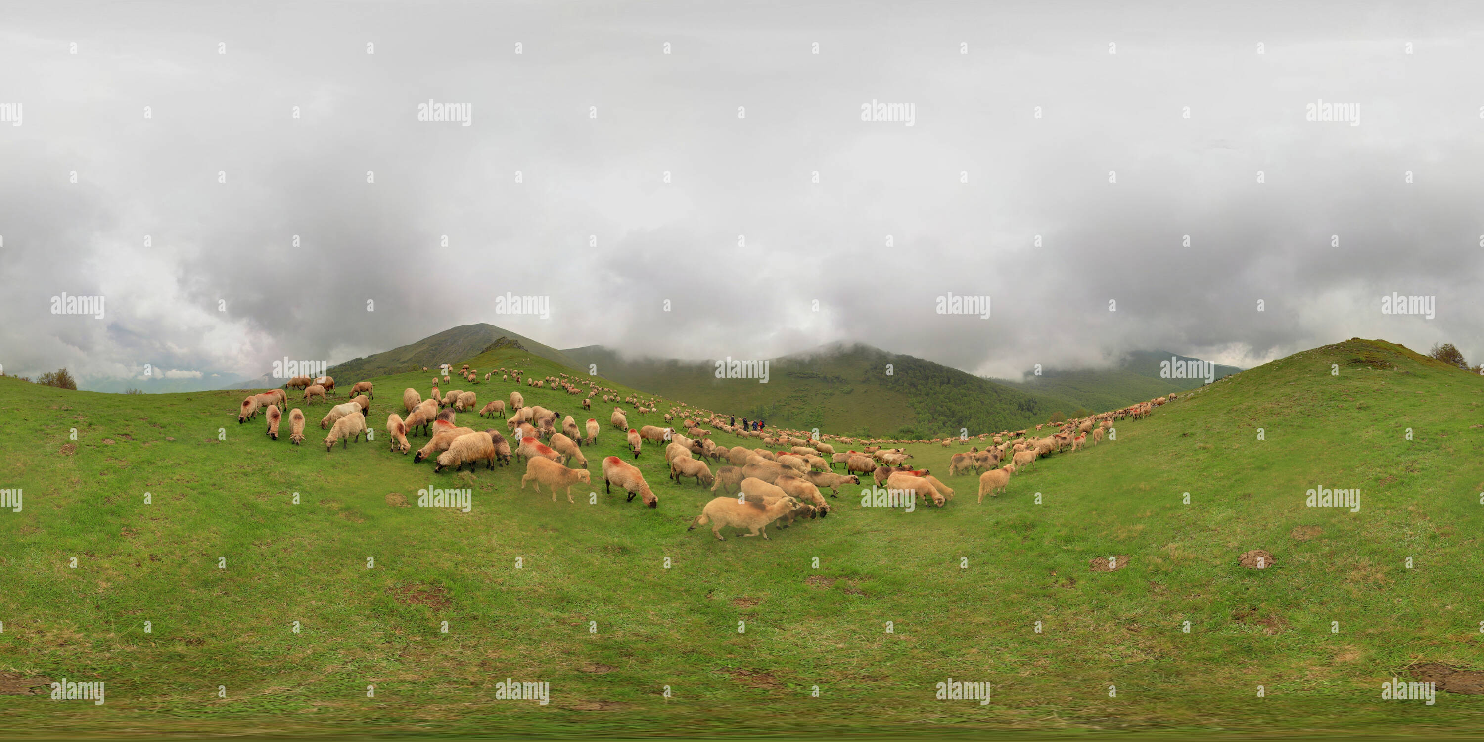 360° view of 23 Mai - Sheep wave on the mountains - Alamy