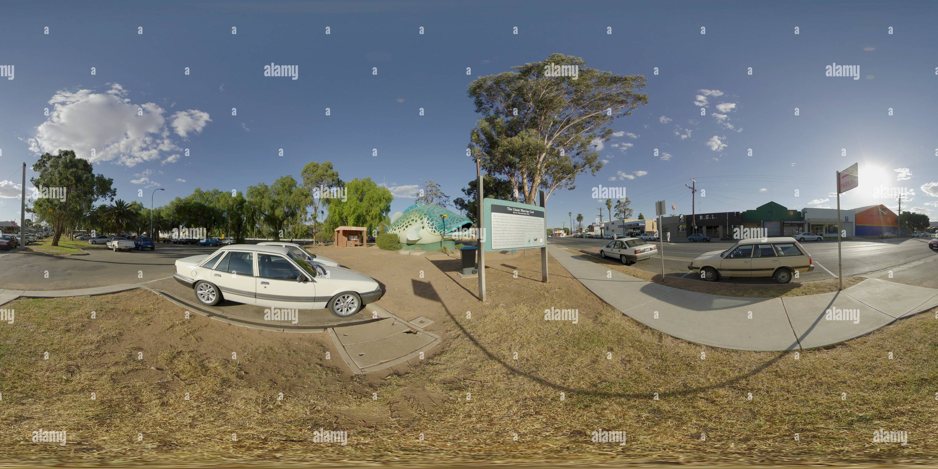 Murray cod hi-res stock photography and images - Alamy