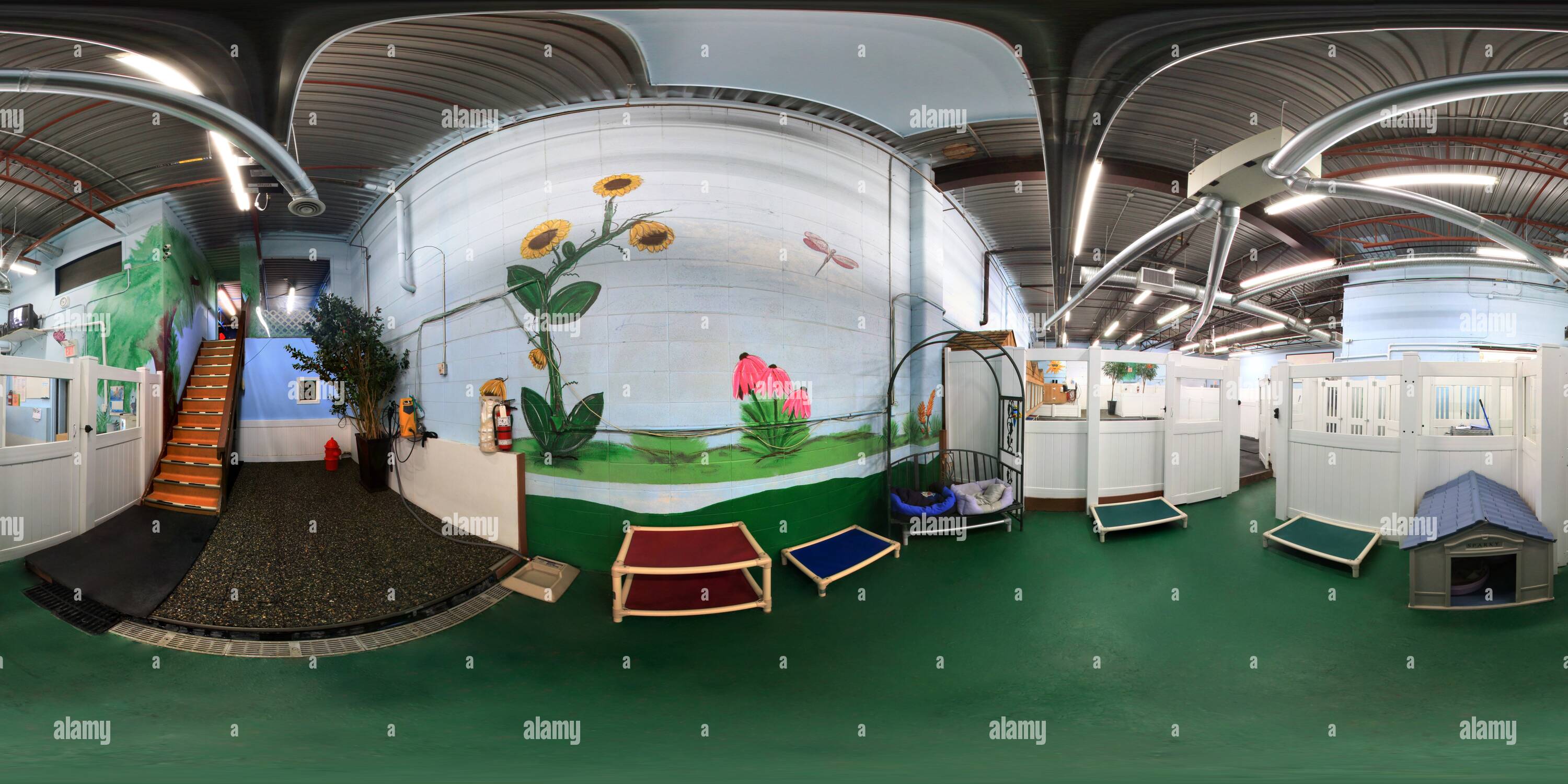 Chasin tails hi-res stock photography and images - Alamy