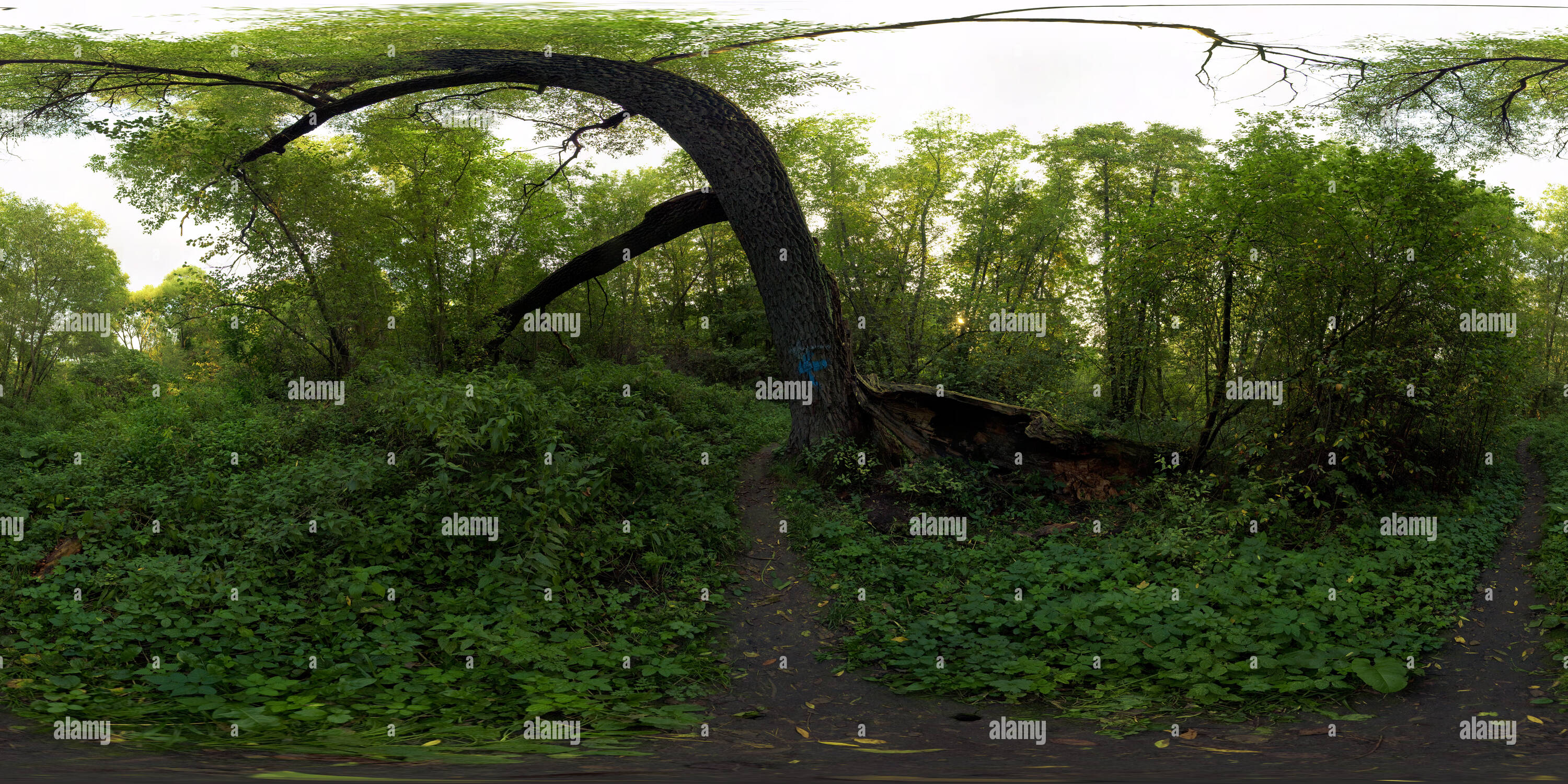 360° view of Big Old Tree - Alamy