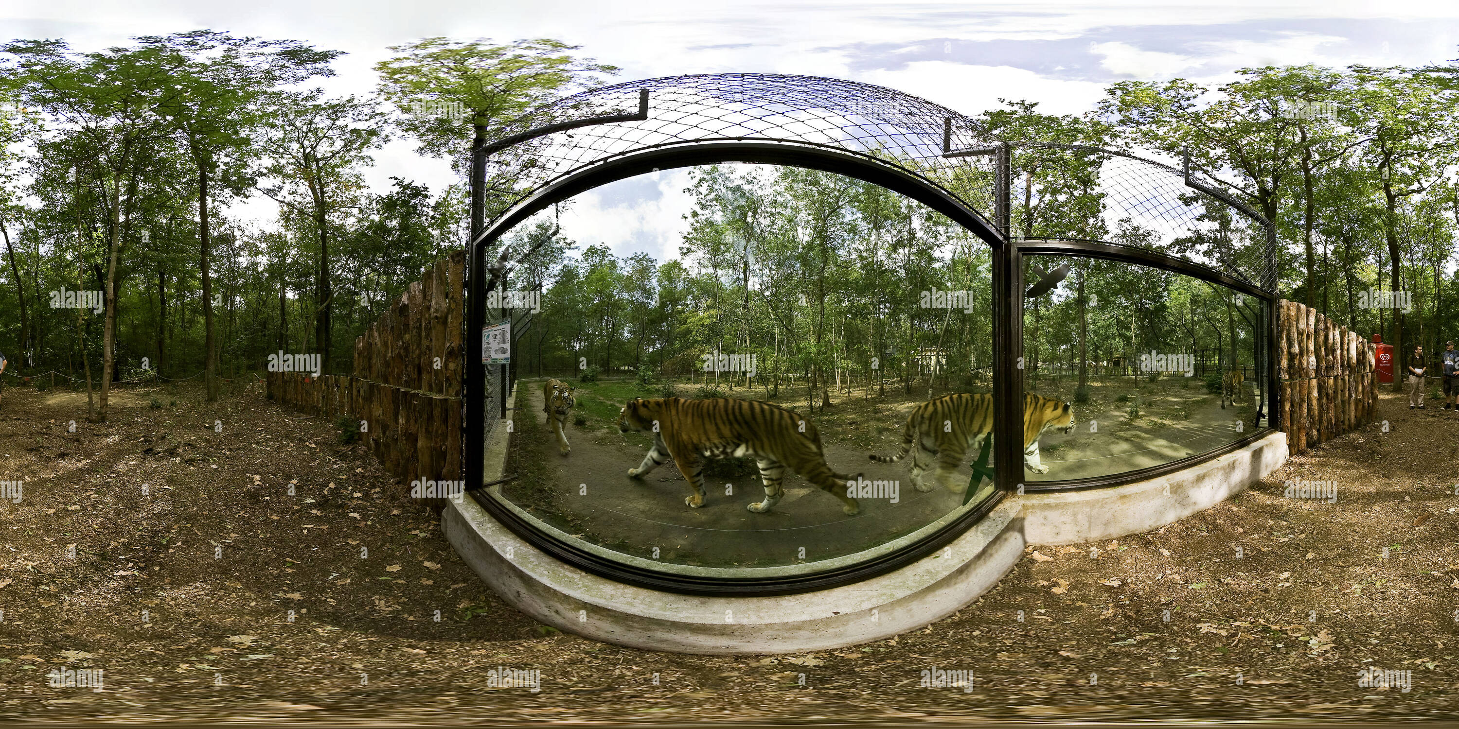 360° view of Zoo Park Siberian tigers - Ivan and Boris - Alamy