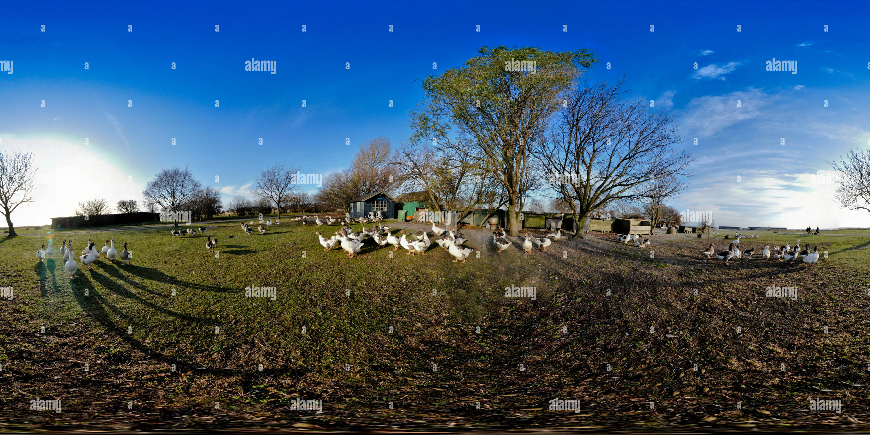 Dragoer copenhagen denmark beach geese hi-res stock photography and ...