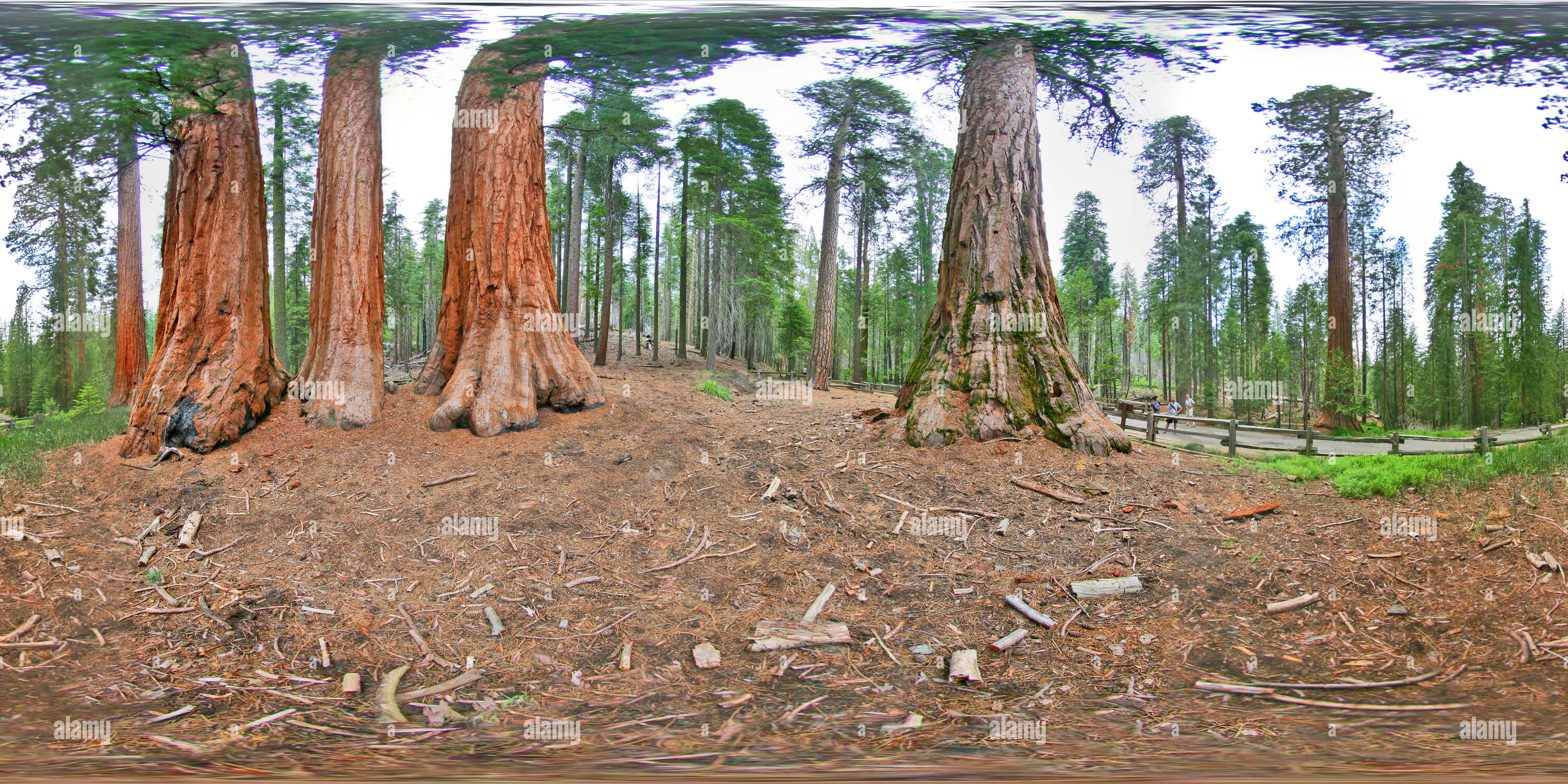 360° view of Giant sequoia trees - Alamy