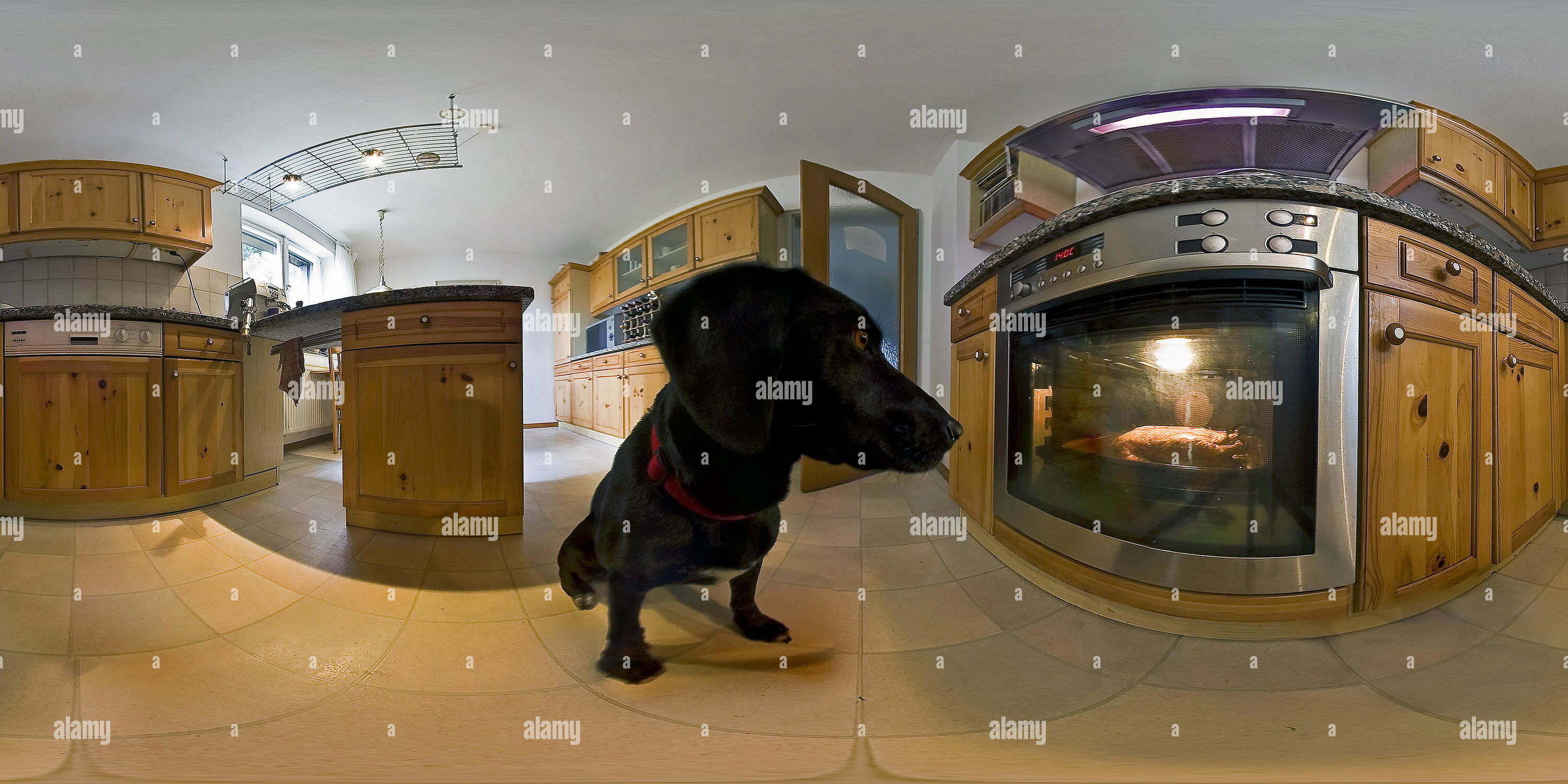 Dog television hi-res stock photography and images - Alamy