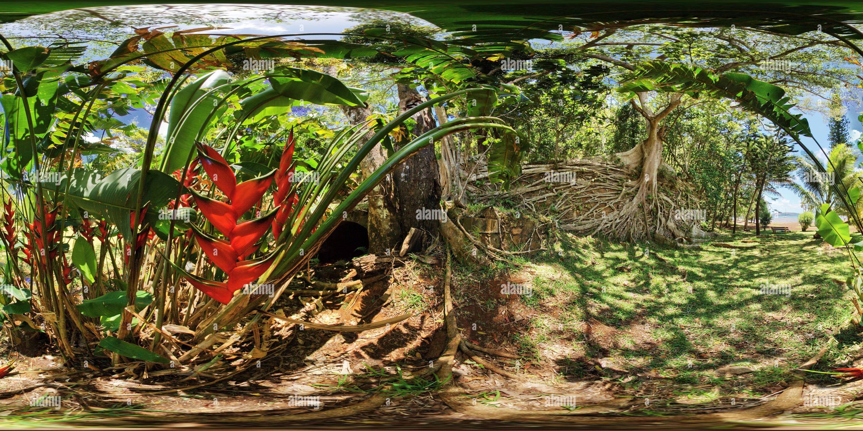 New caledonia flower photos hi-res stock photography and images - Alamy