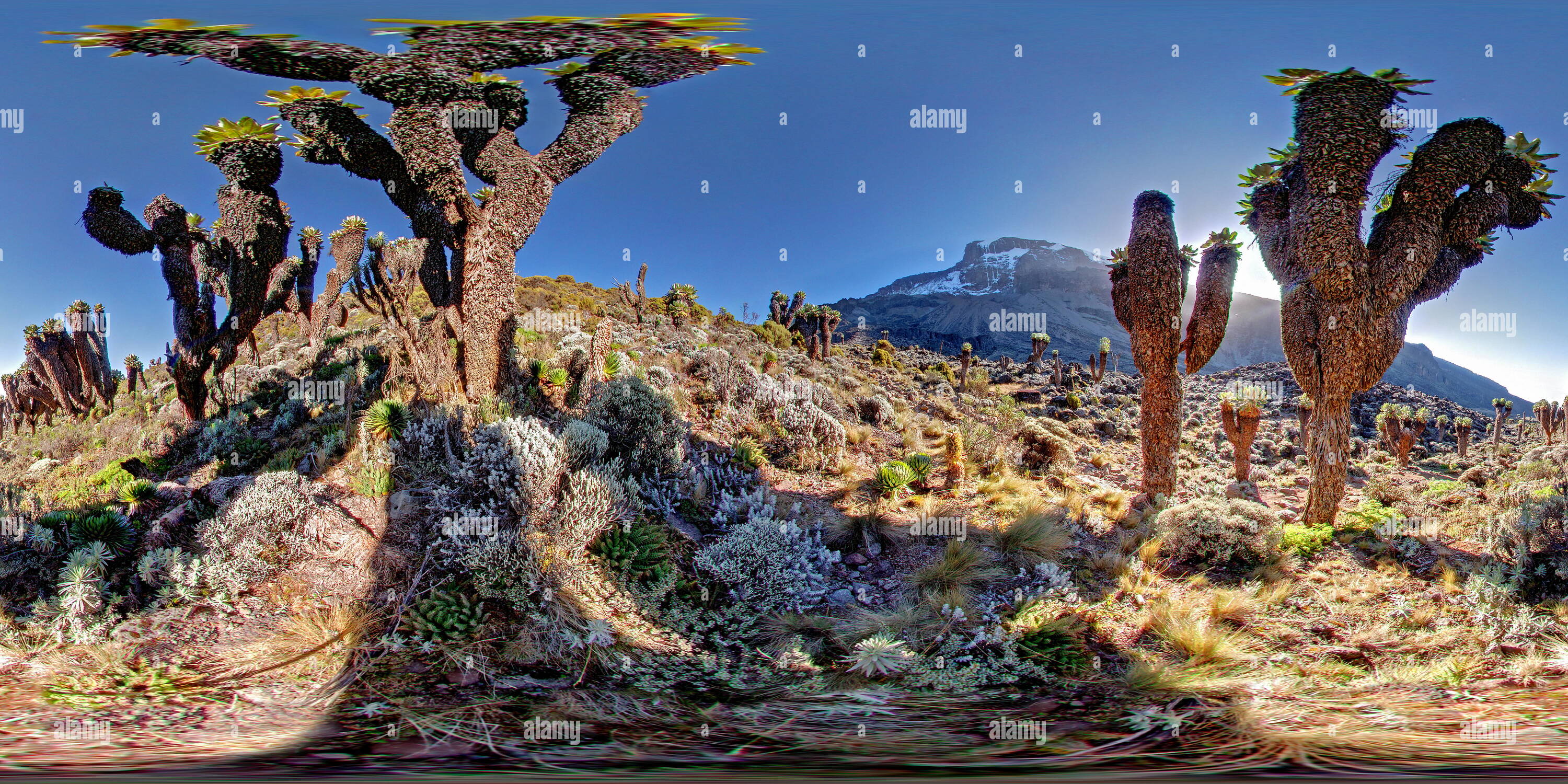 360° view of Giant Groundsel in Barranco Valley - Kilimanjaro - TZ - Alamy