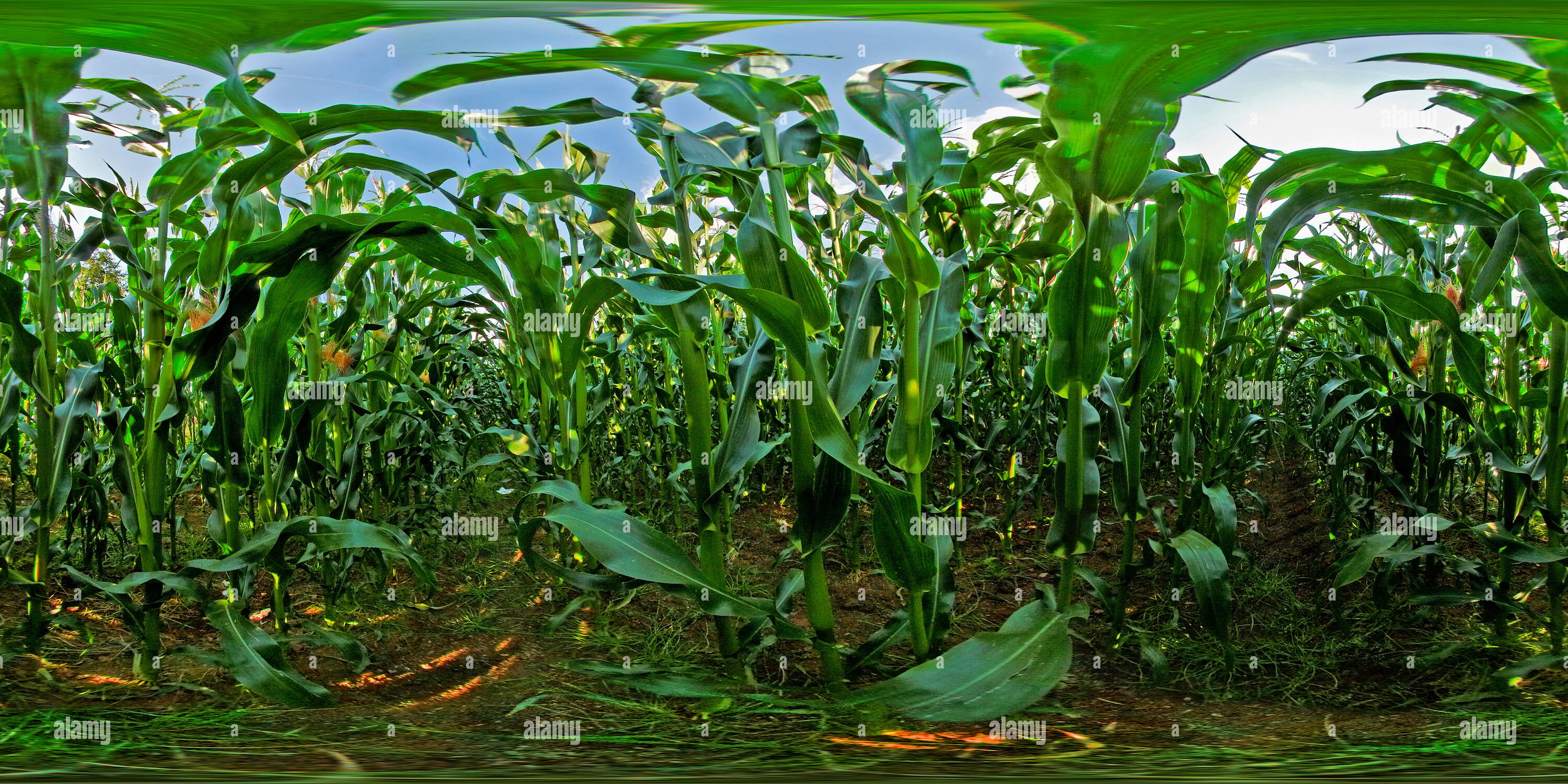 360° view of Welcome To The Jungle - Alamy