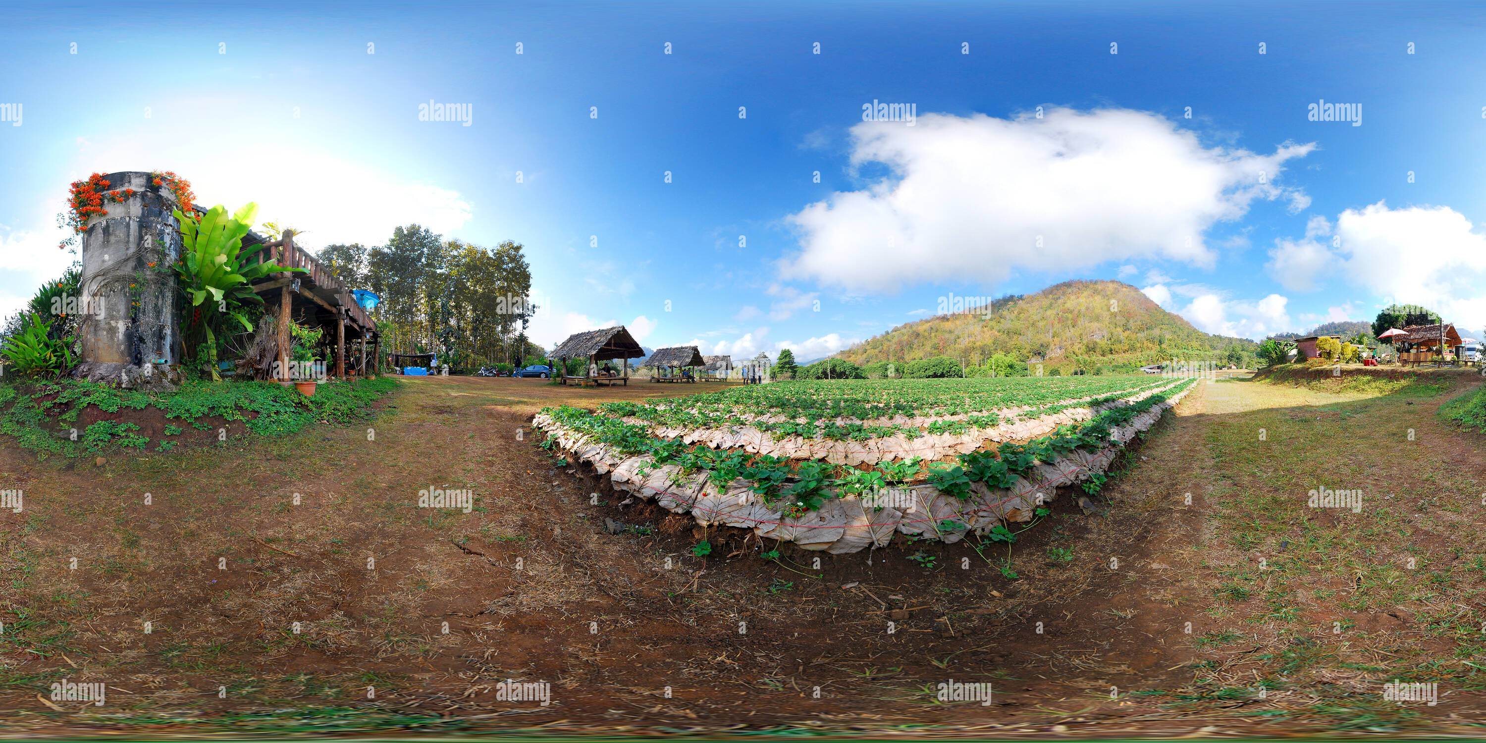 360° view of Samoeng - Chiang mai - thailand - Strawberry farm - Alamy
