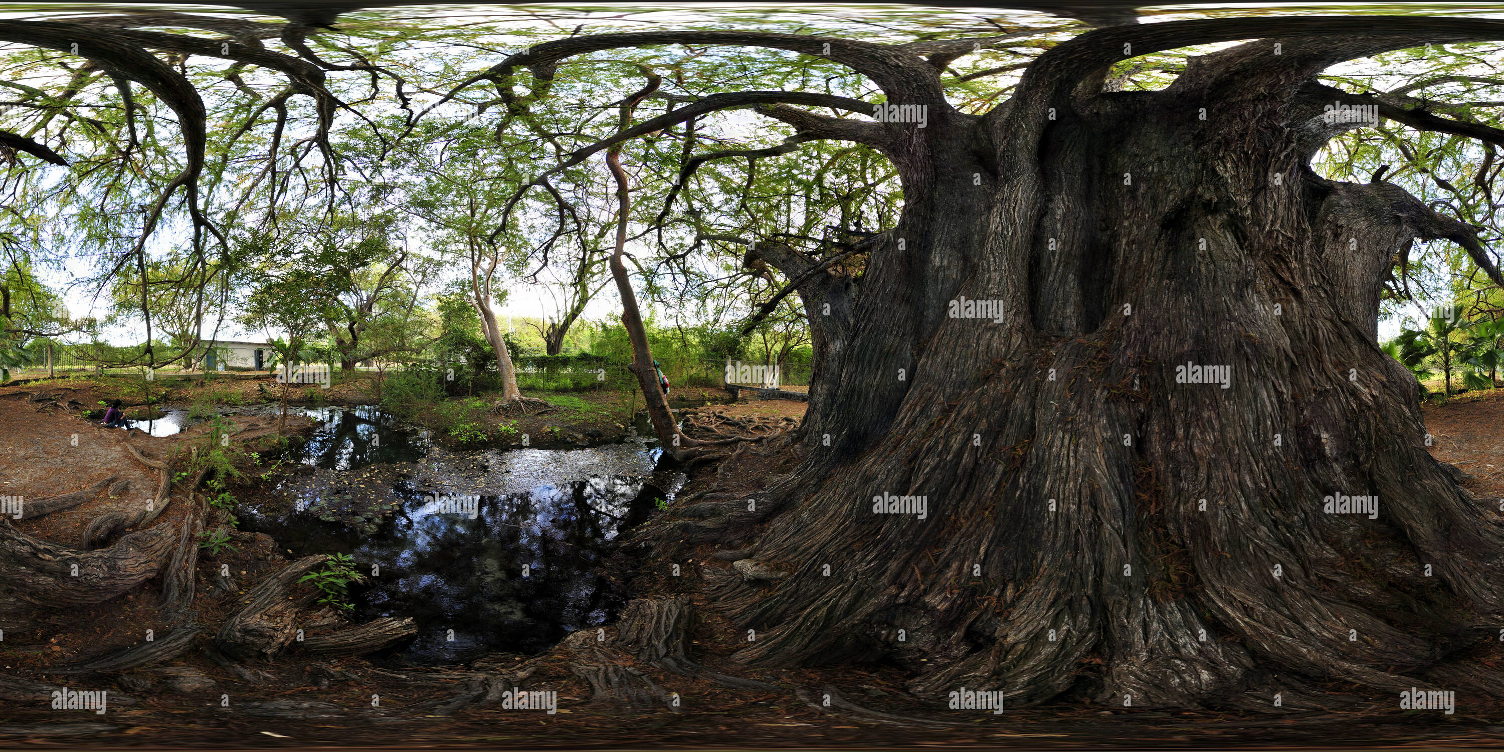 360° view of Milenary Tree in Concá - Alamy