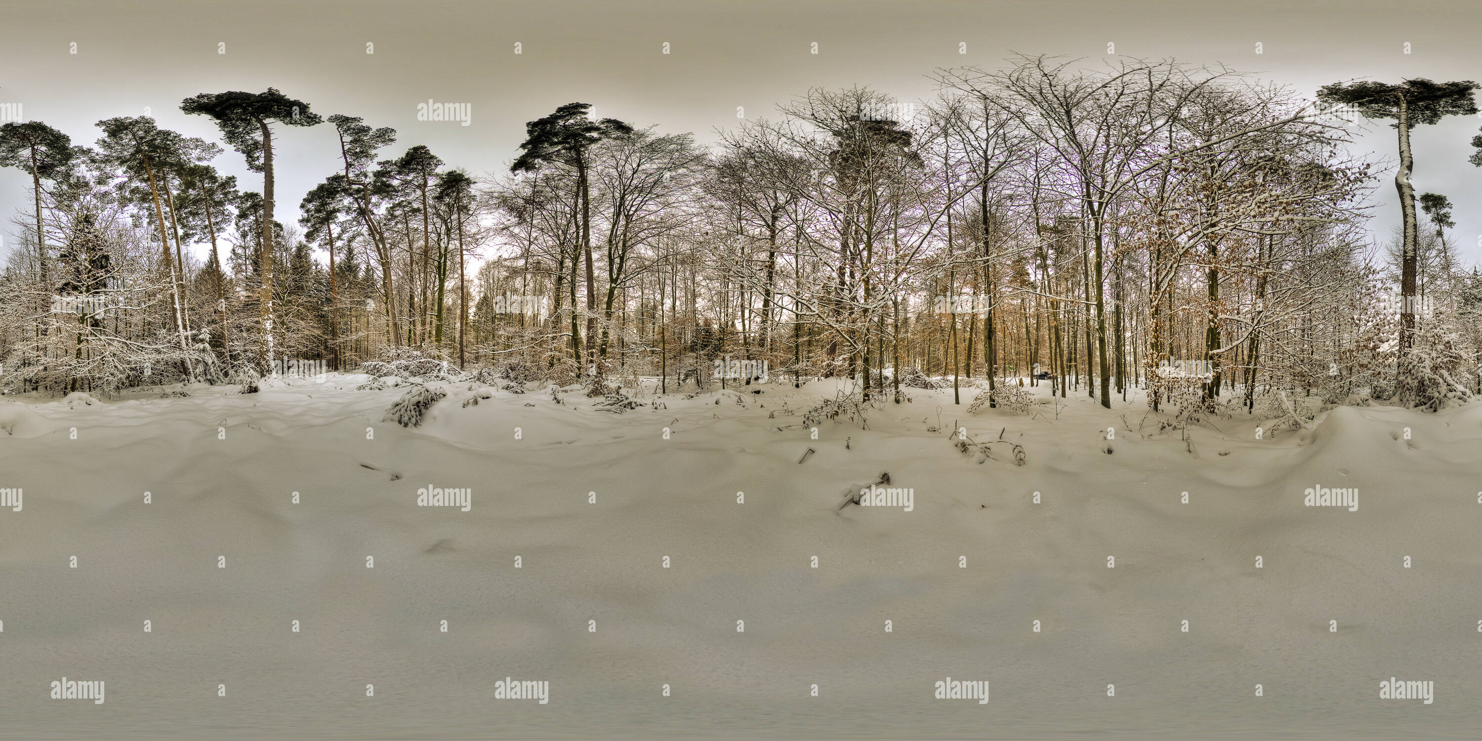 360° view of Fresh-fallen snow - Schurwald - Alamy