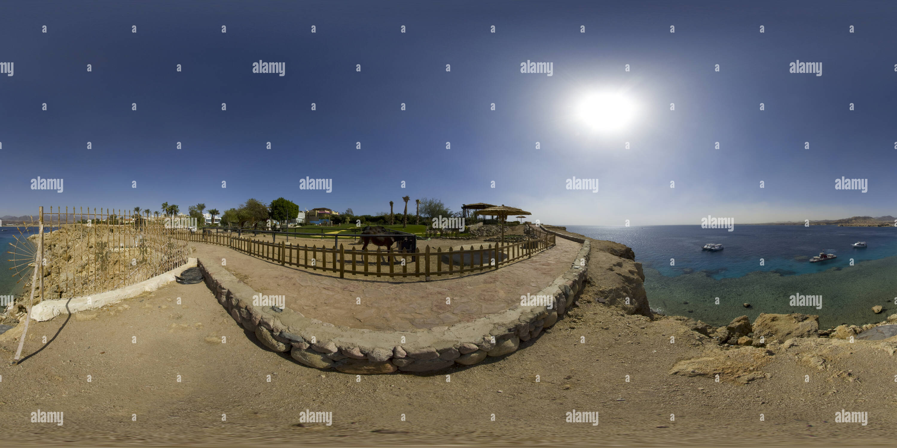 360° view of Horses On Cliff Ras Katy, Egypt - Alamy