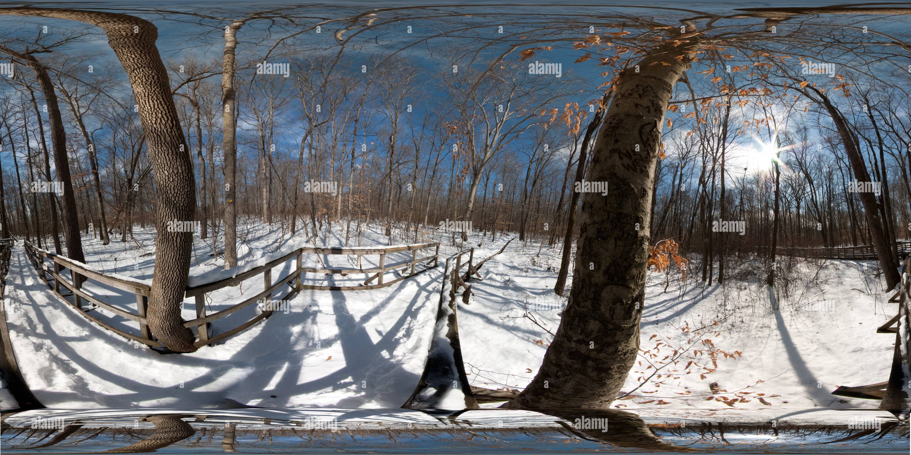 360° view of Great Swamp Carved Tree Nj - Alamy