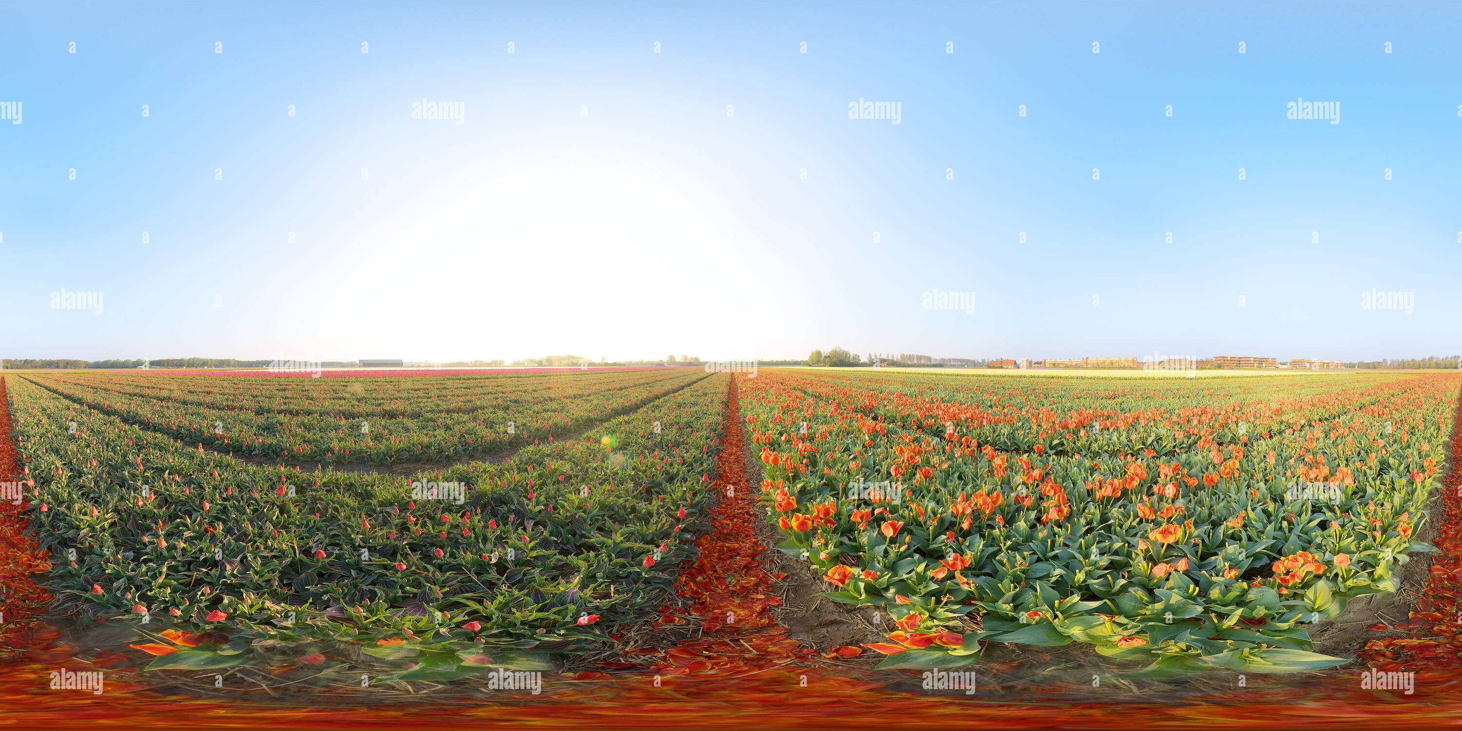 360° view of 090418 dutch Flower Tulipe 6000 - Alamy