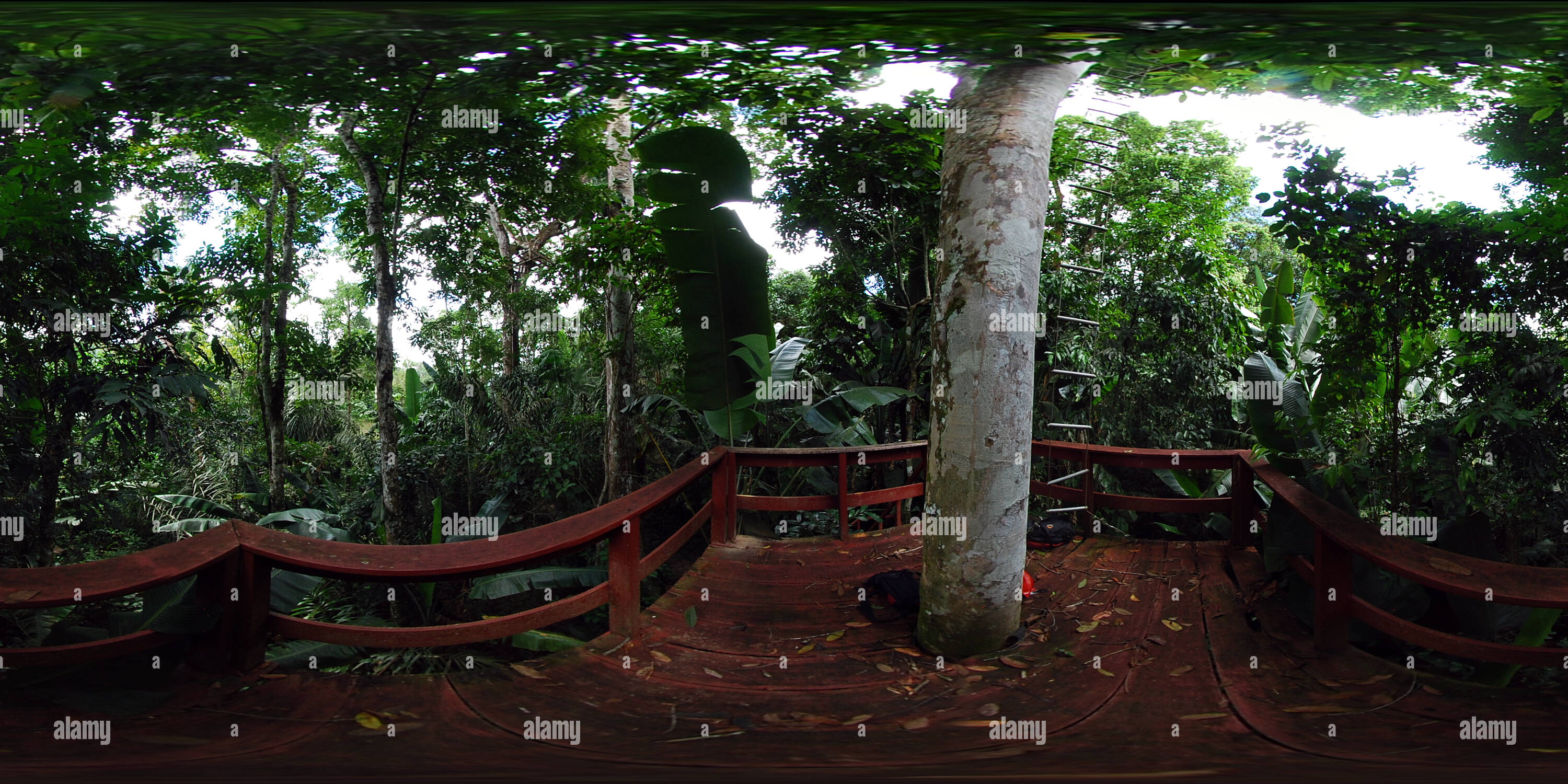 360° view of Tree climbing in the Amazon rainforest - Alamy
