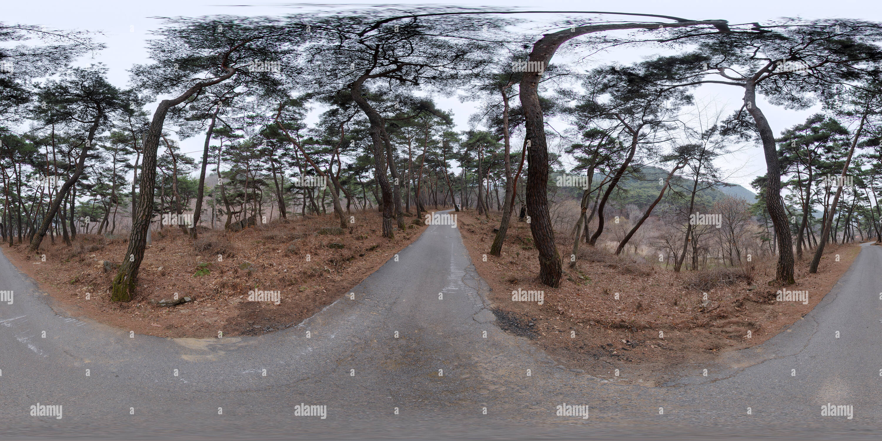 360° view of Pine tree pathway to Bonkgoksa temple - Alamy