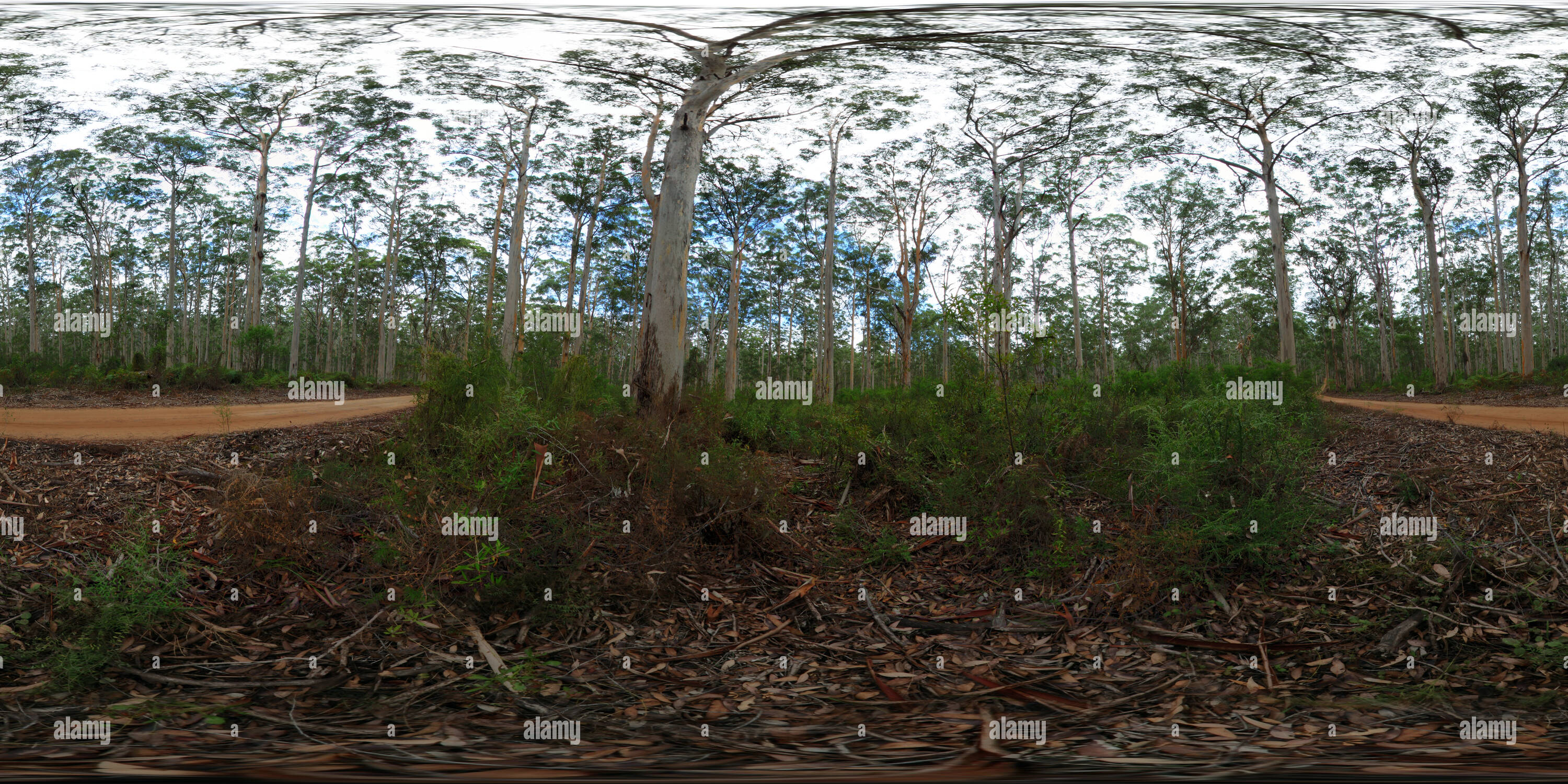 360° view of Panorama of Boranup Forest - Alamy