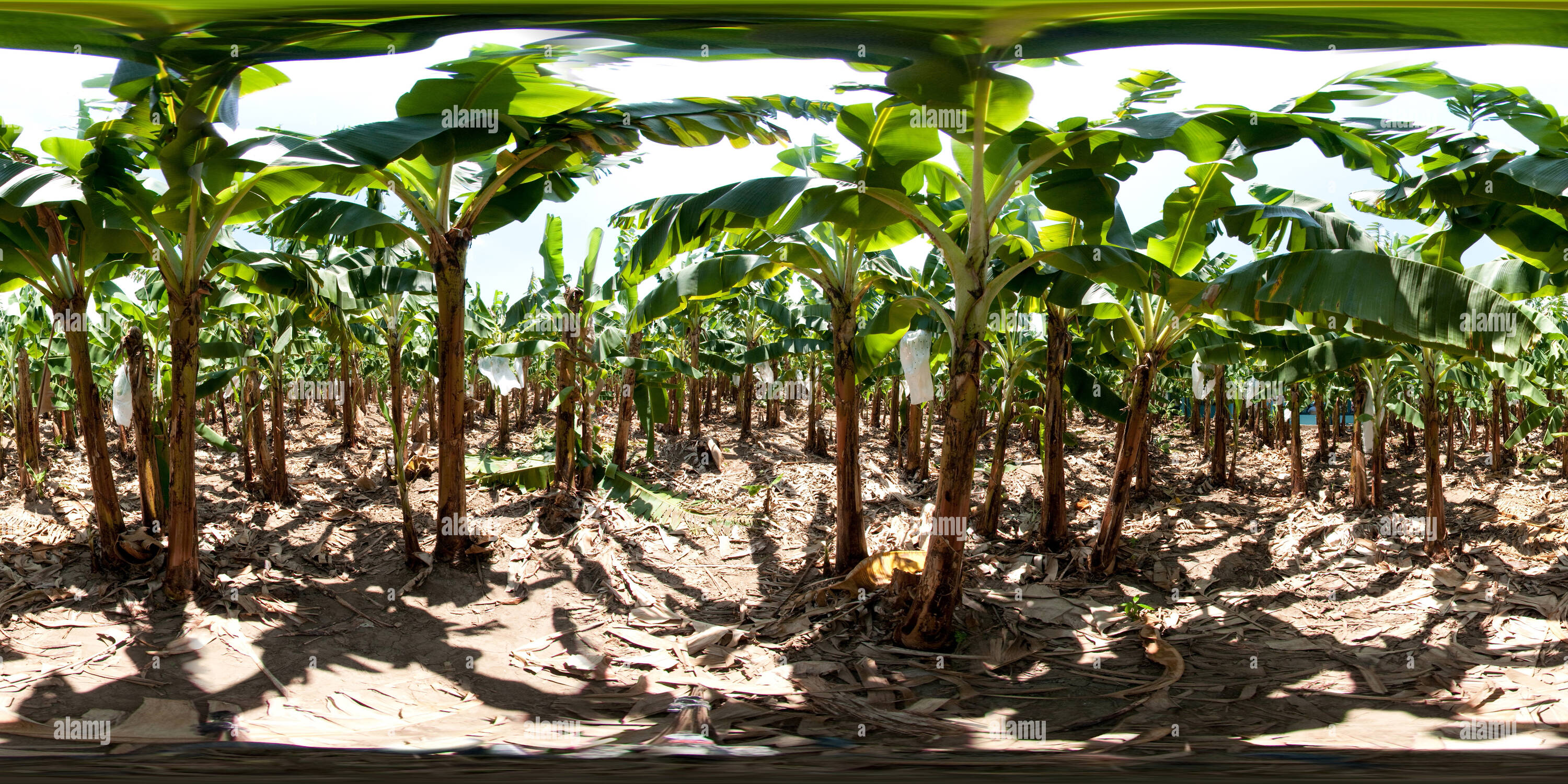 Fairtrade banana plantation hi-res stock photography and images - Alamy