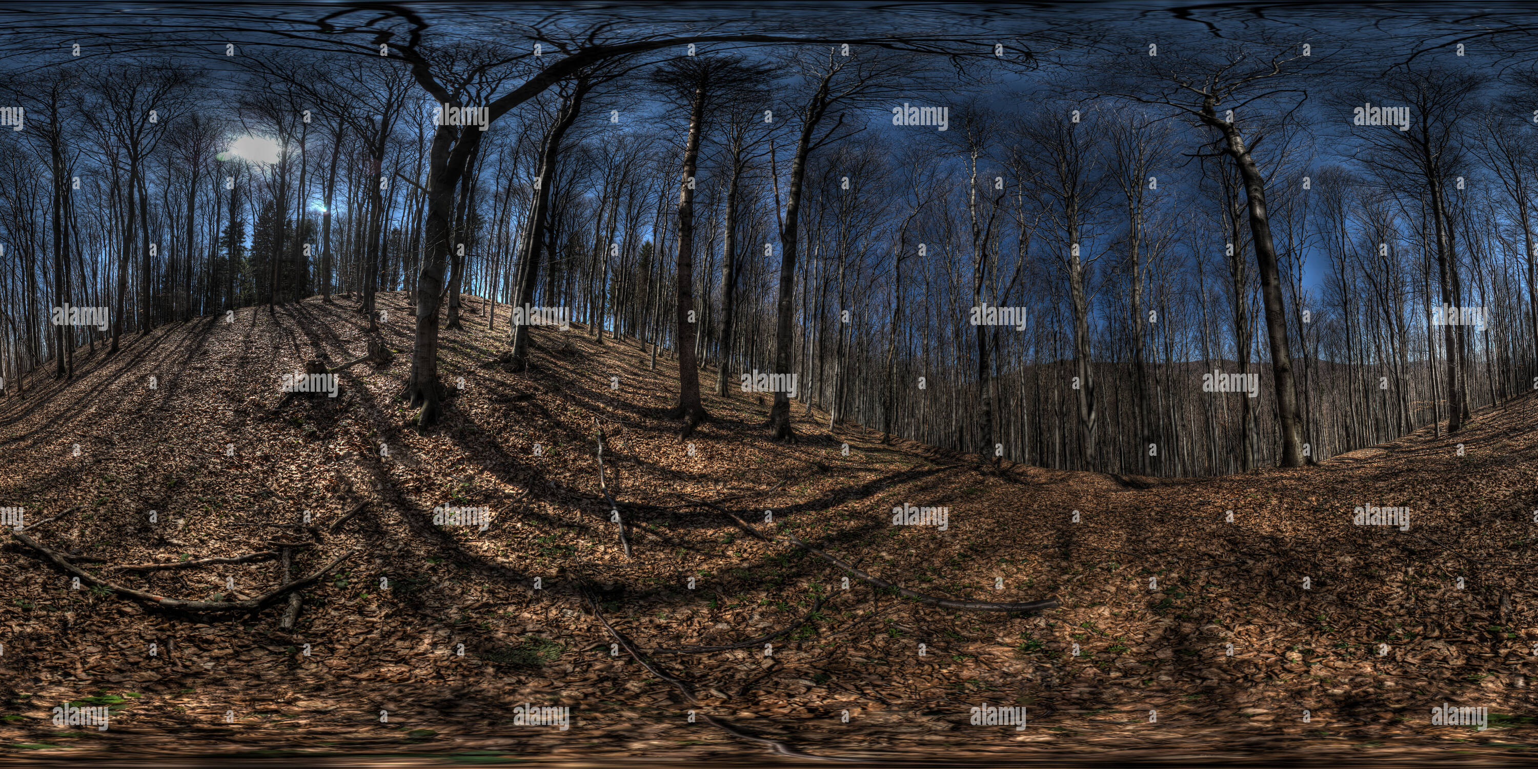 360° view of Forest above Legnava - Alamy