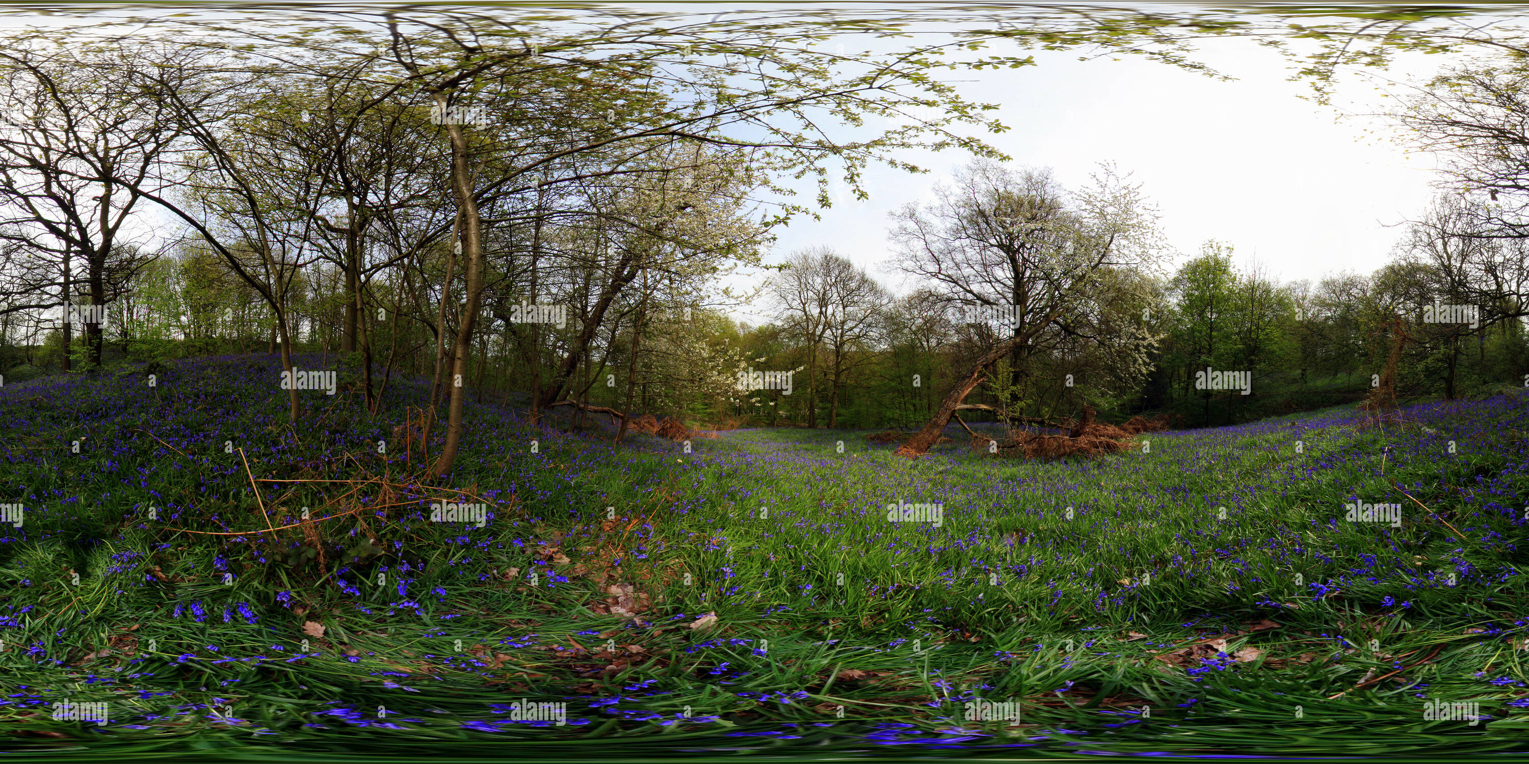 360° view of Sheffield, The Bluebells of Woolley Wood Bottom - Alamy