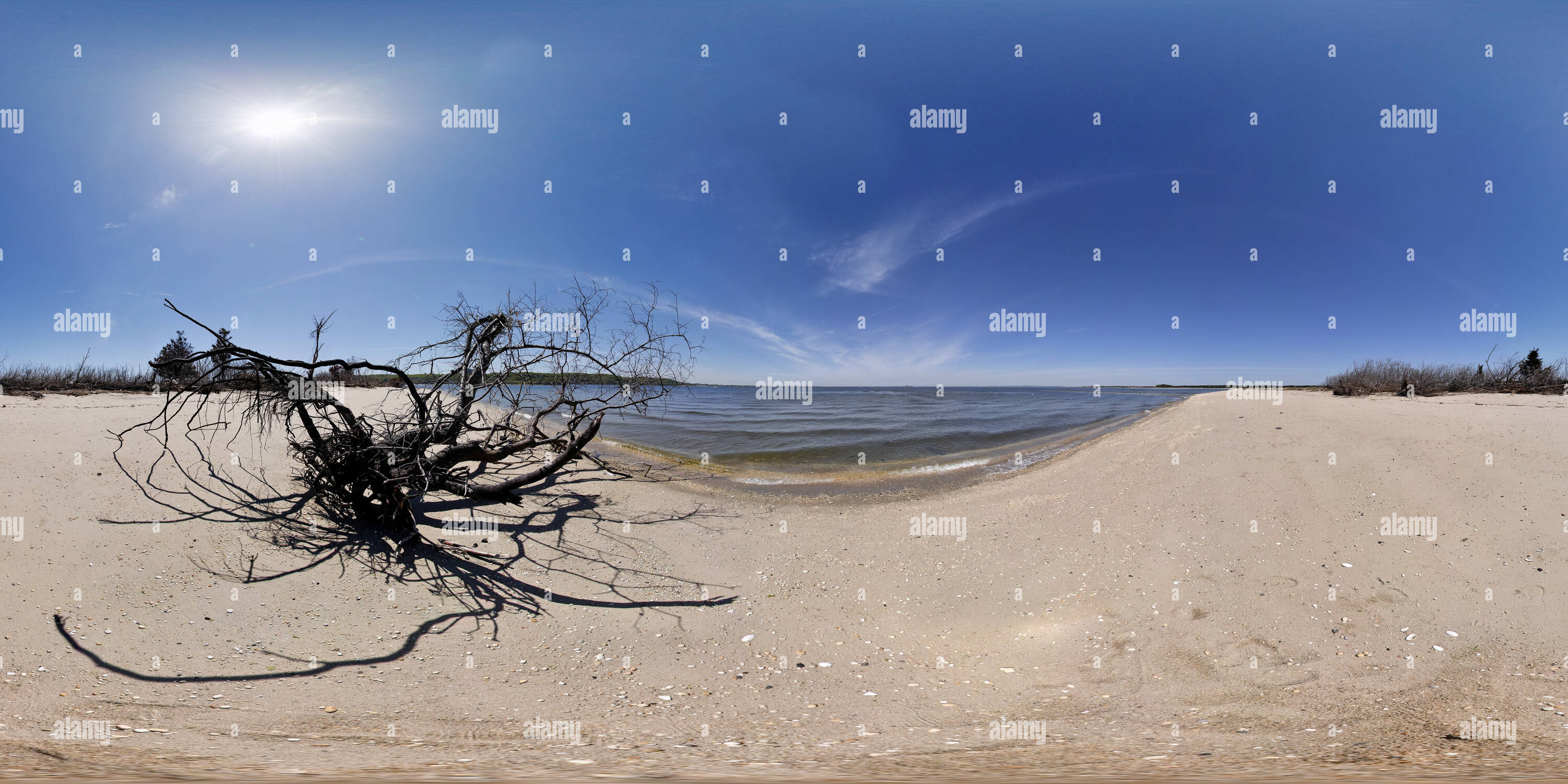 360° view of Fallen Tree, Skeleton Hill Island, Sandy Hook, New Jersey ...