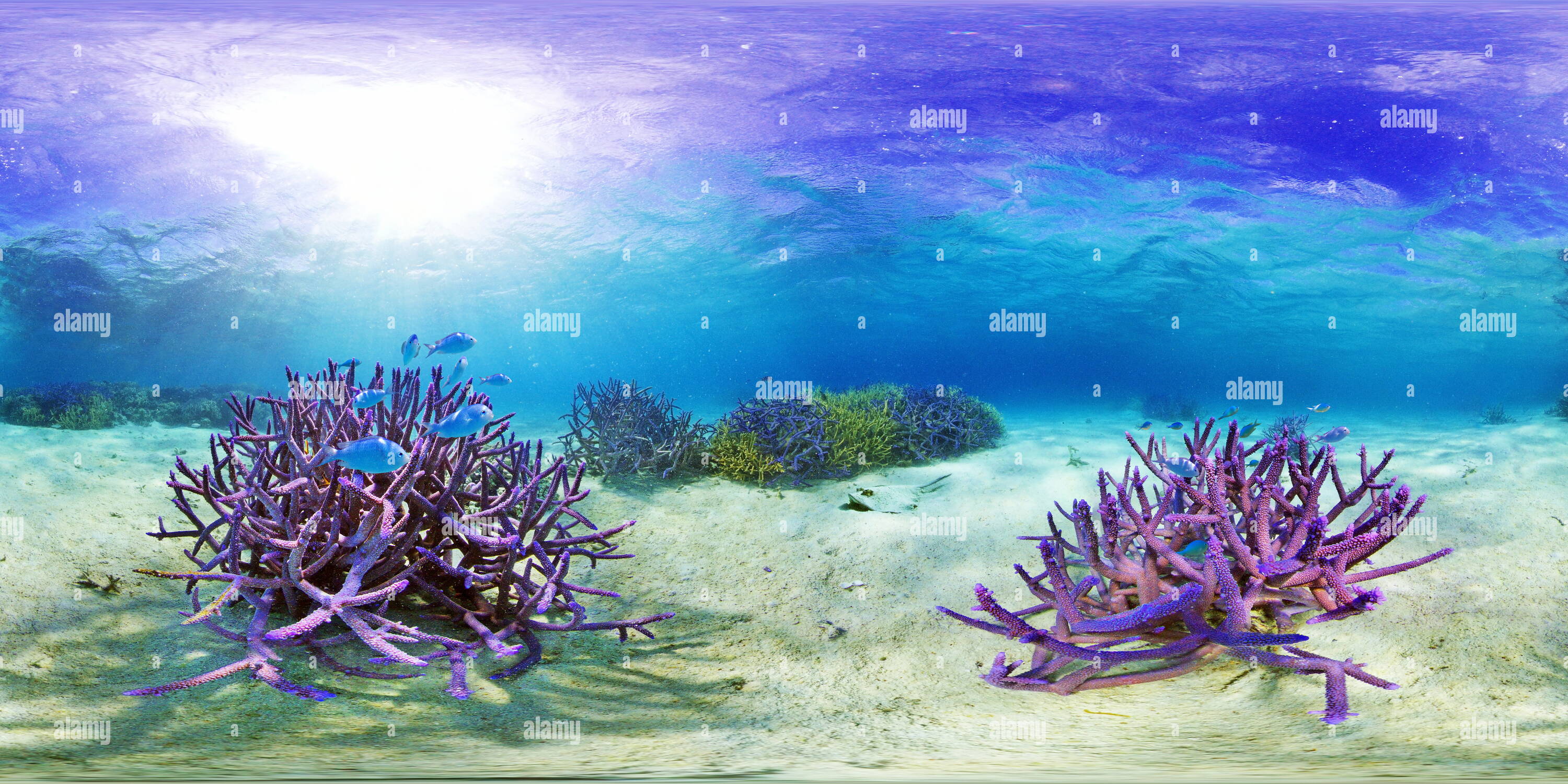 360° view of Symbiosis in the Blue Lagoon, New Caledonia - Alamy