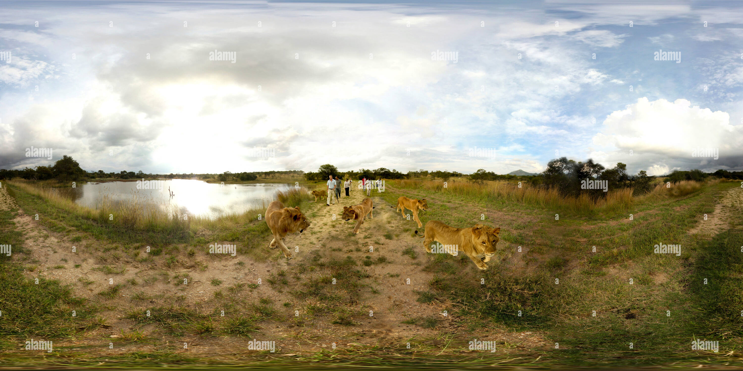 Lion walk walking with lions the ranch hi-res stock photography and ...
