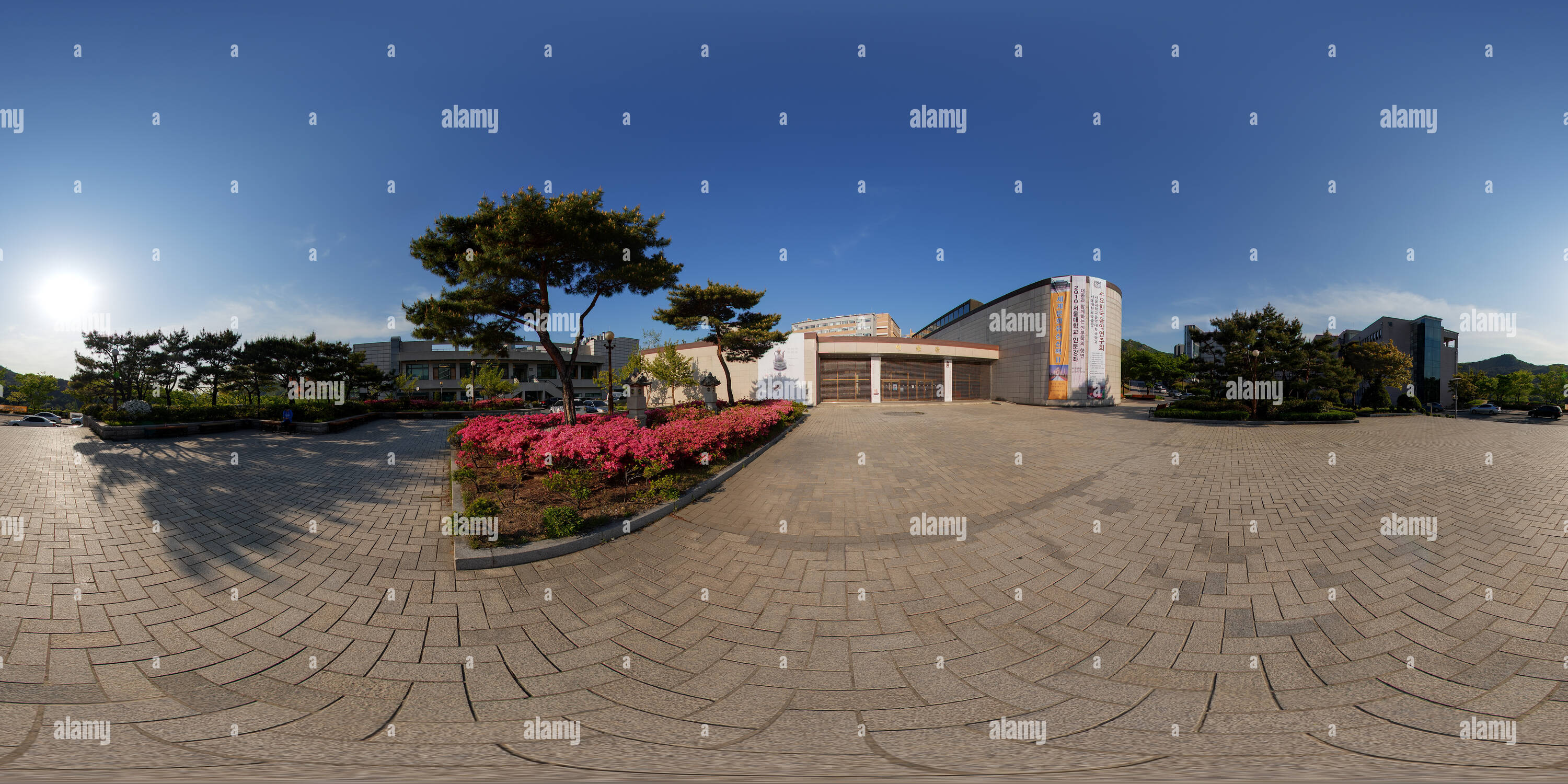 360° view of a royal azalea and pine tree, Seoul National University ...