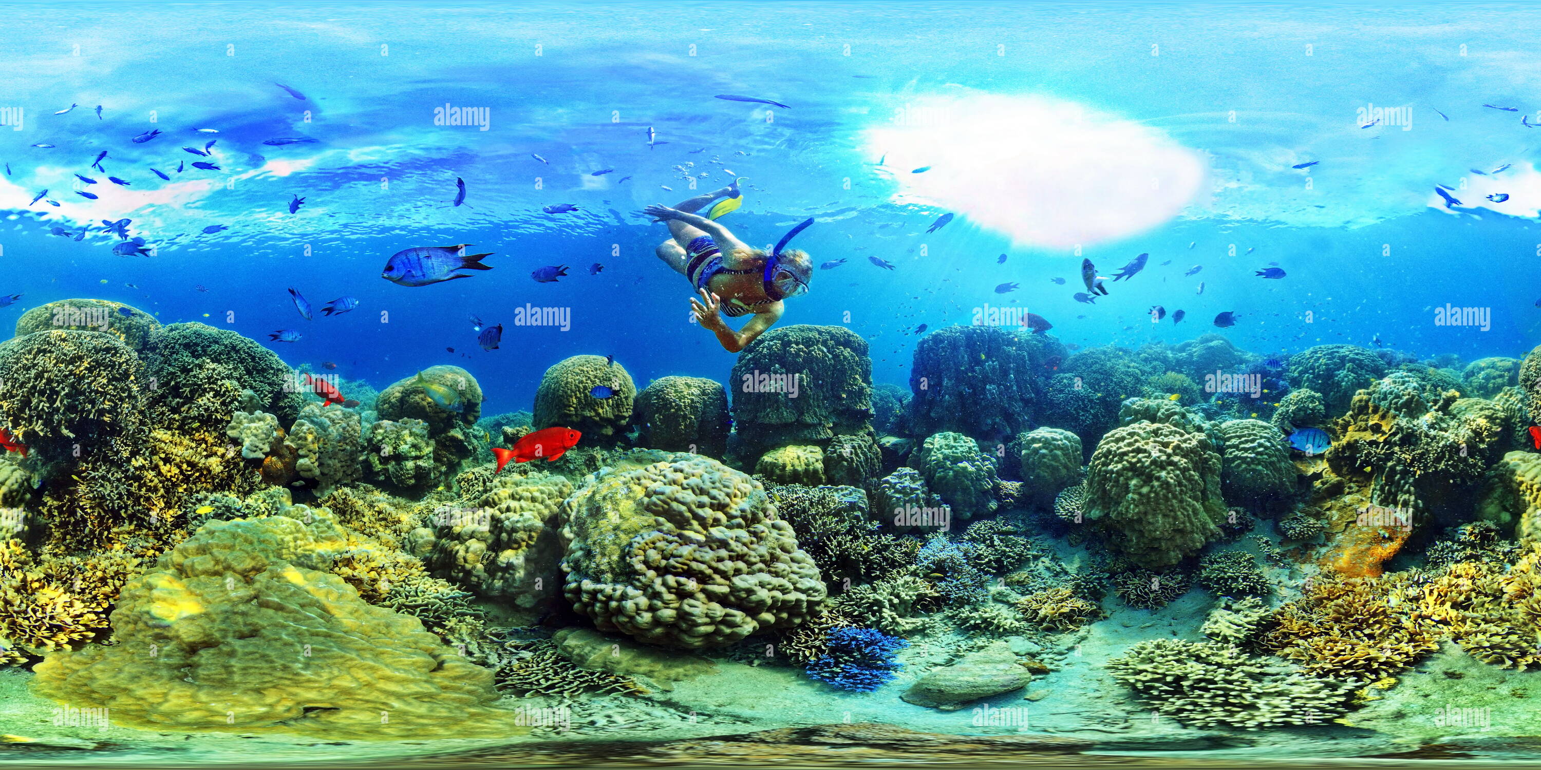 Charonia Tritonis Stock Photos & Charonia Tritonis Stock Images - Alamy