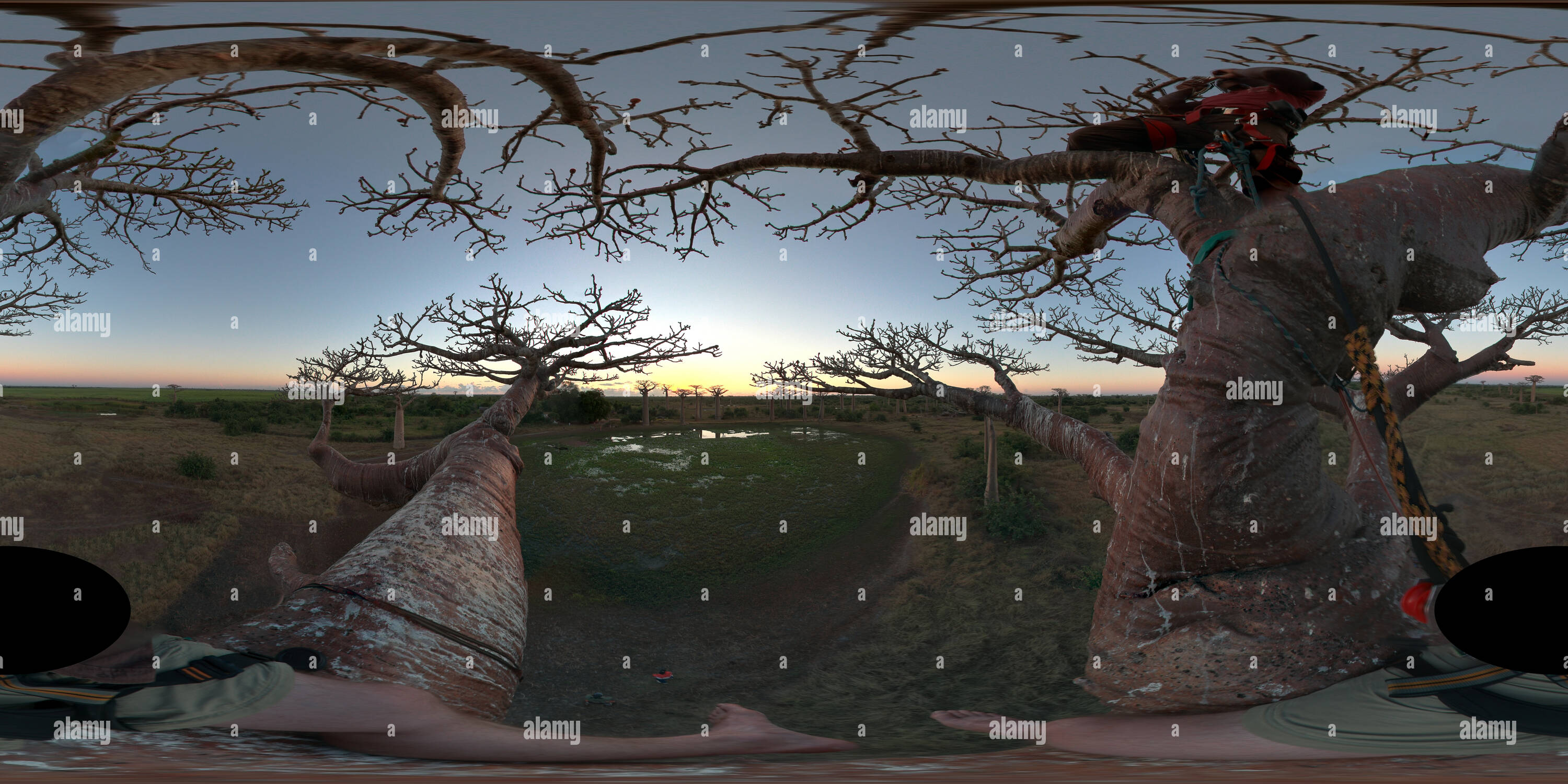 360° view of Sitting on top of a baobab tree - Alamy