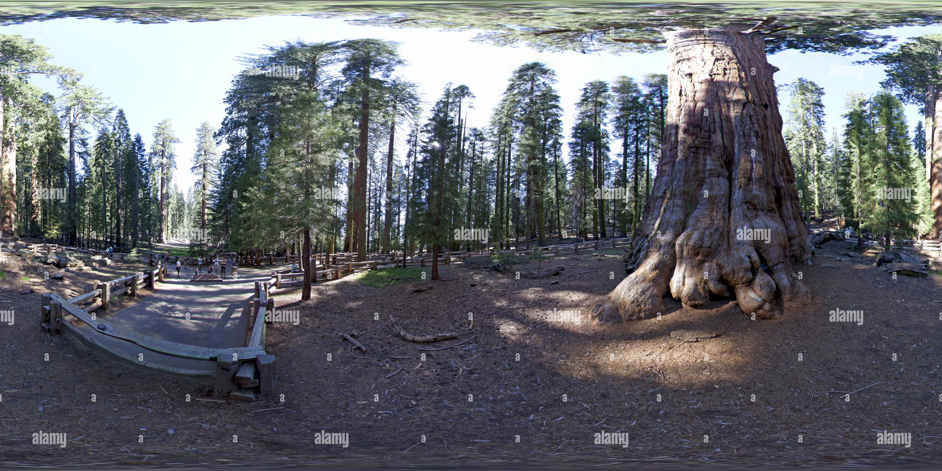 360° view of General Sherman Tree in Sequoia National Park - Alamy
