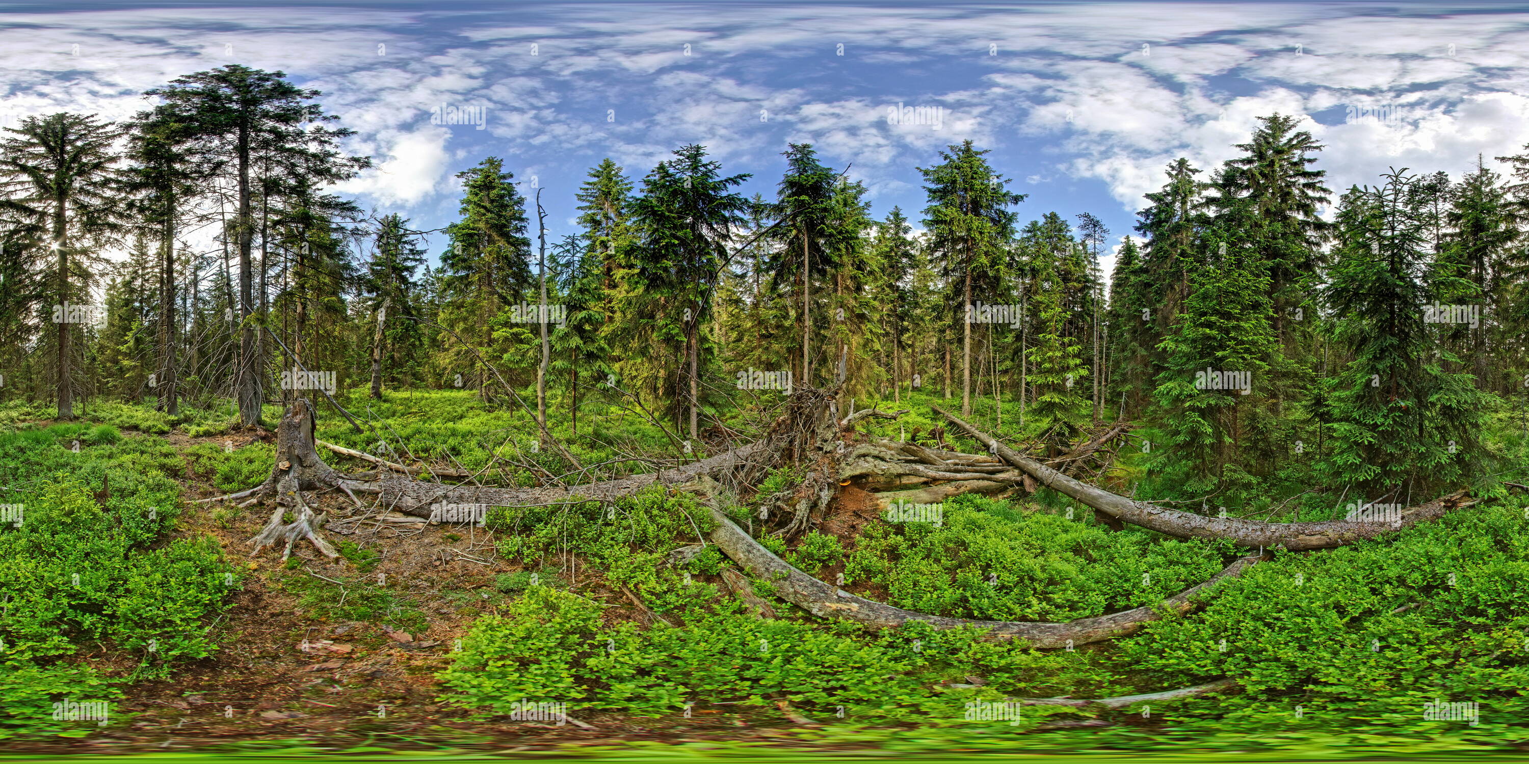 360° view of In the swamp near Fichtelsee - Alamy