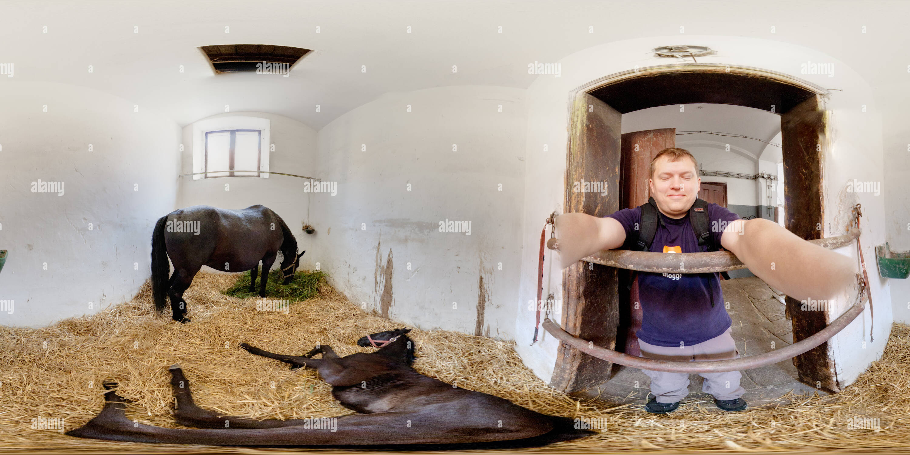Horsie hi-res stock photography and images - Alamy