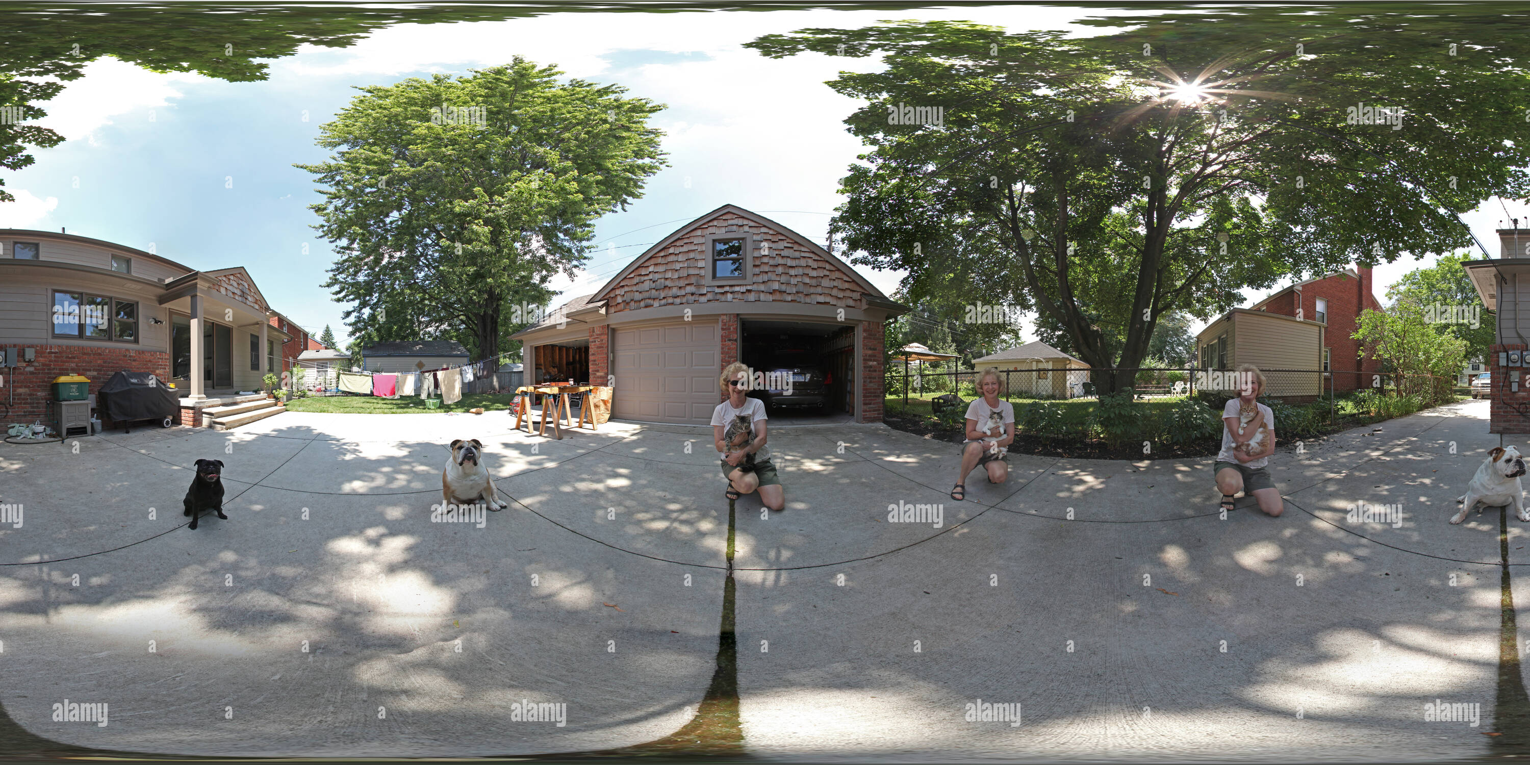360° view of Cats and Dogs - Alamy