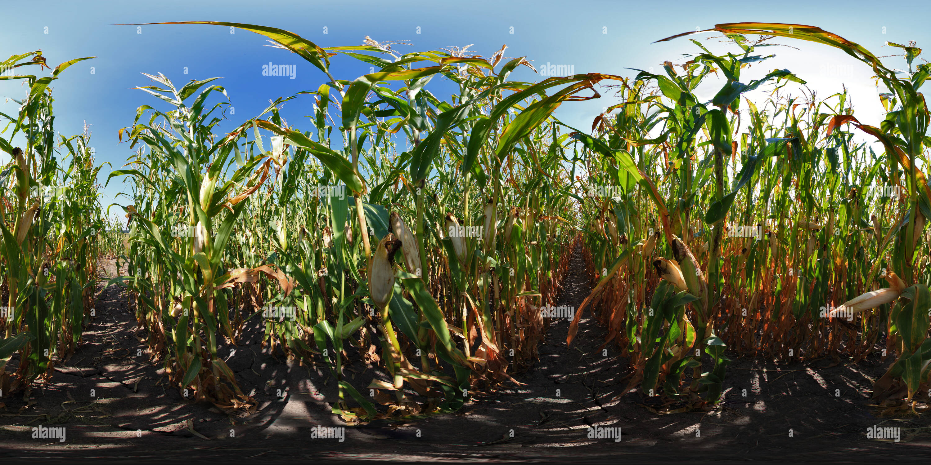 360° view of Field of maize - Alamy
