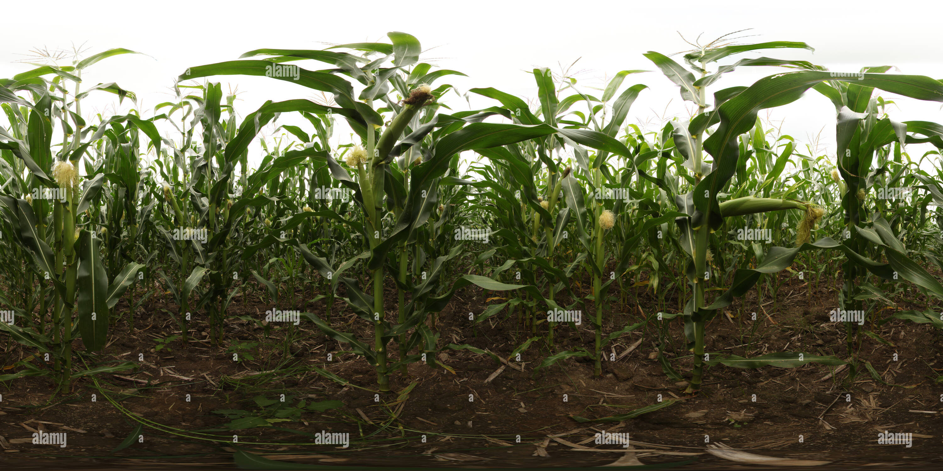 Corn fields crops farming plants food hi-res stock photography and ...