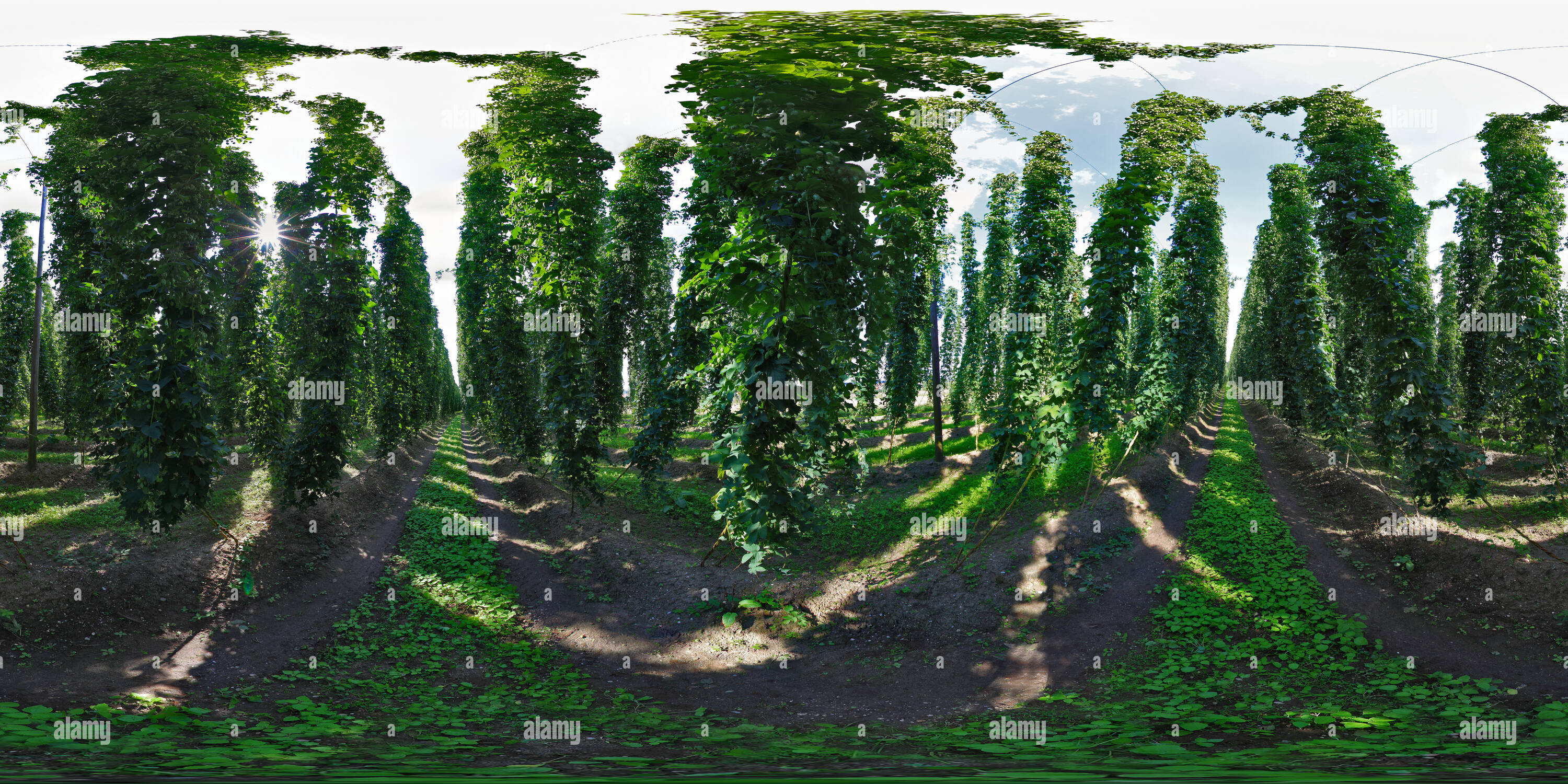 Hop yard hi-res stock photography and images - Alamy