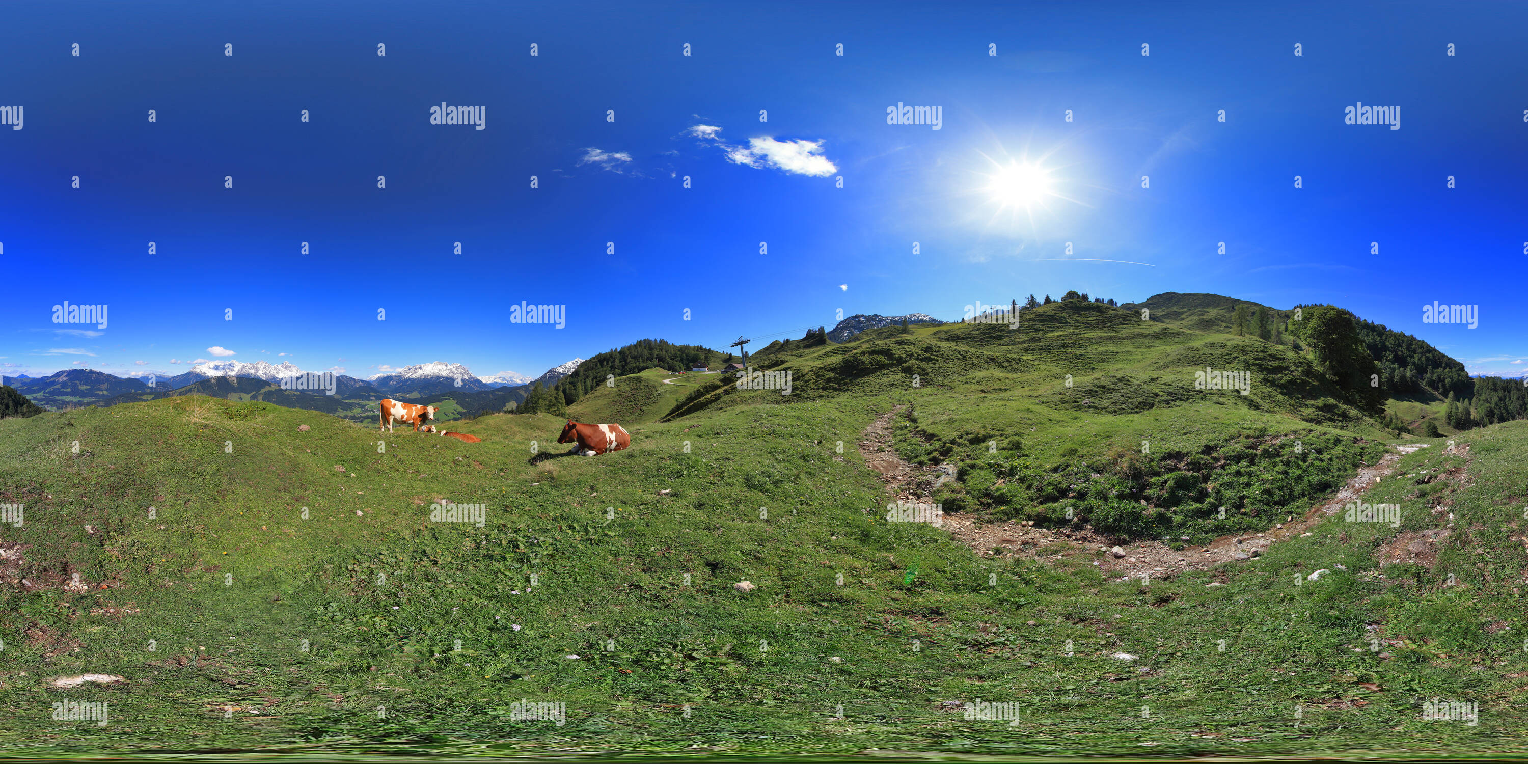360° view of Cows on the alm - Alamy