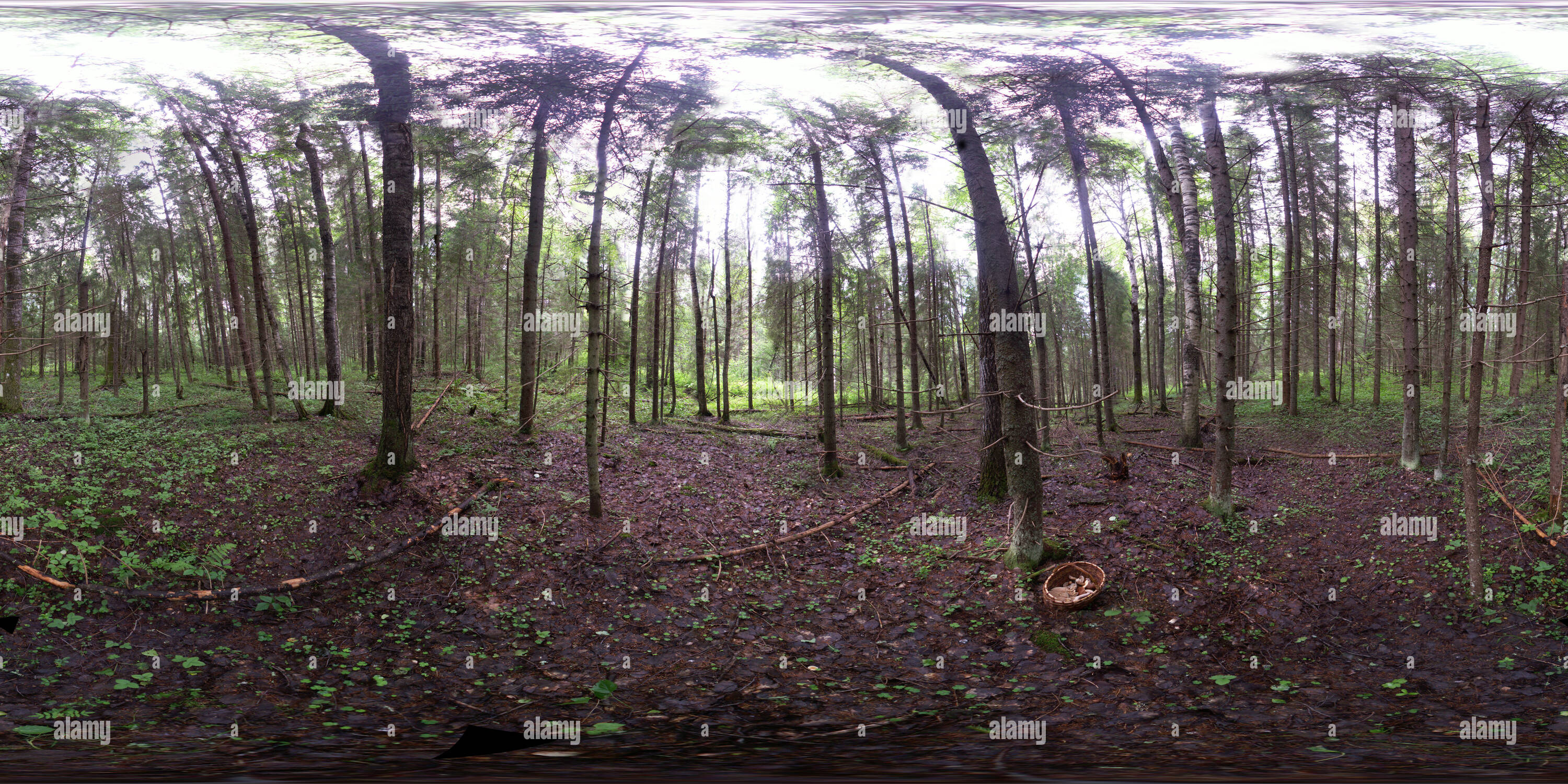 360° view of in the Russian forest - Alamy