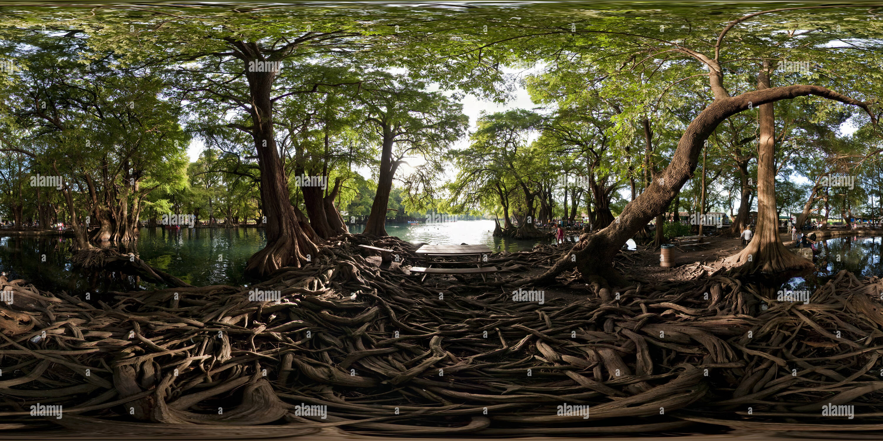 360° view of Ahuehuetes in Camécuaro Lake - Alamy