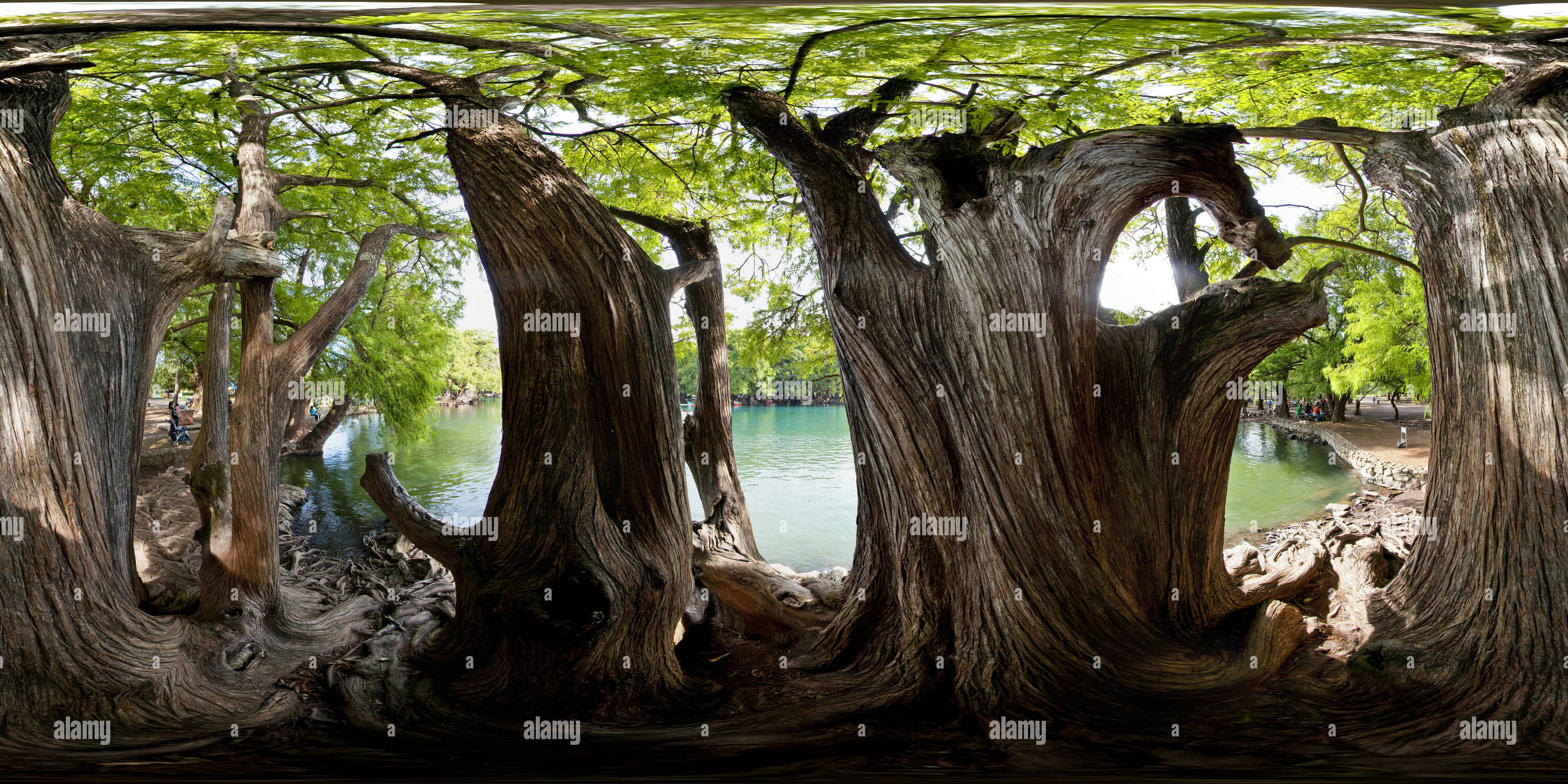 360° view of Between three Ahuehuetes - Alamy