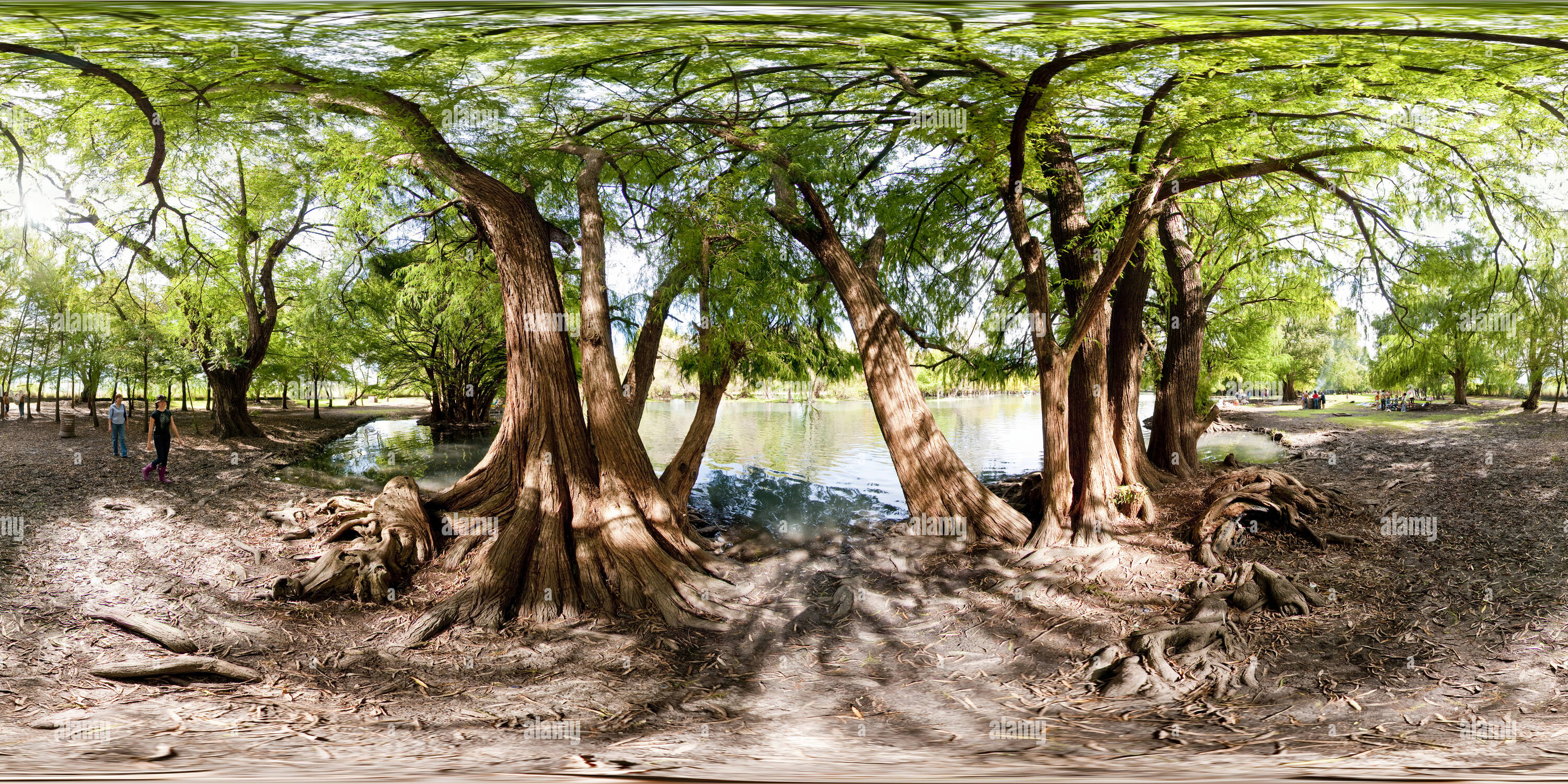 360° view of Ahuehuetes in Camécuaro Lake 01 - Alamy