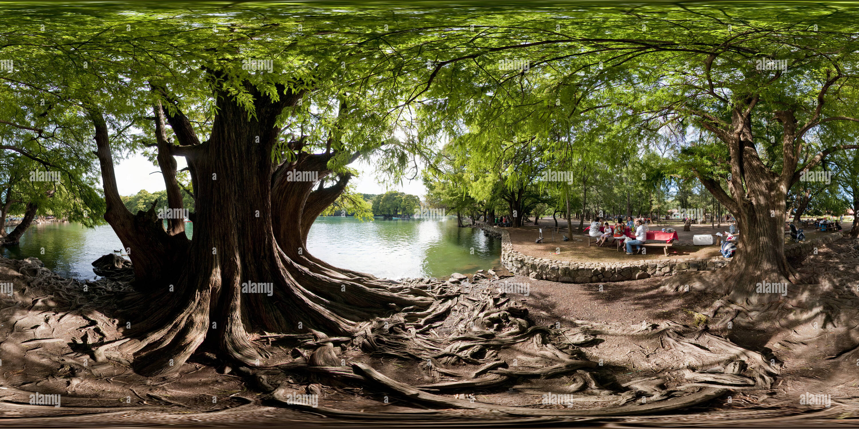360° view of Ahuehuetes in Camécuaro Lake 06 - Alamy